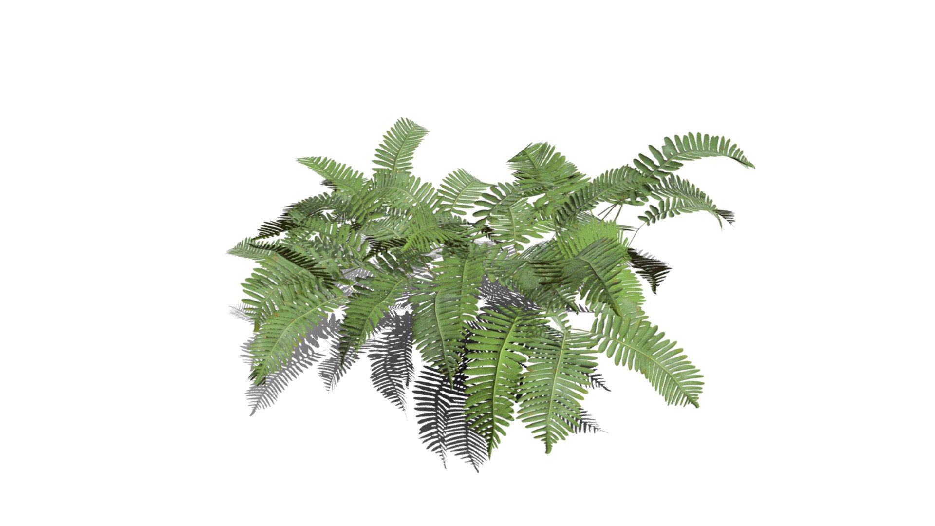 Realistic HD Common polypody fern (48/55) - Download Free 3D model by ...