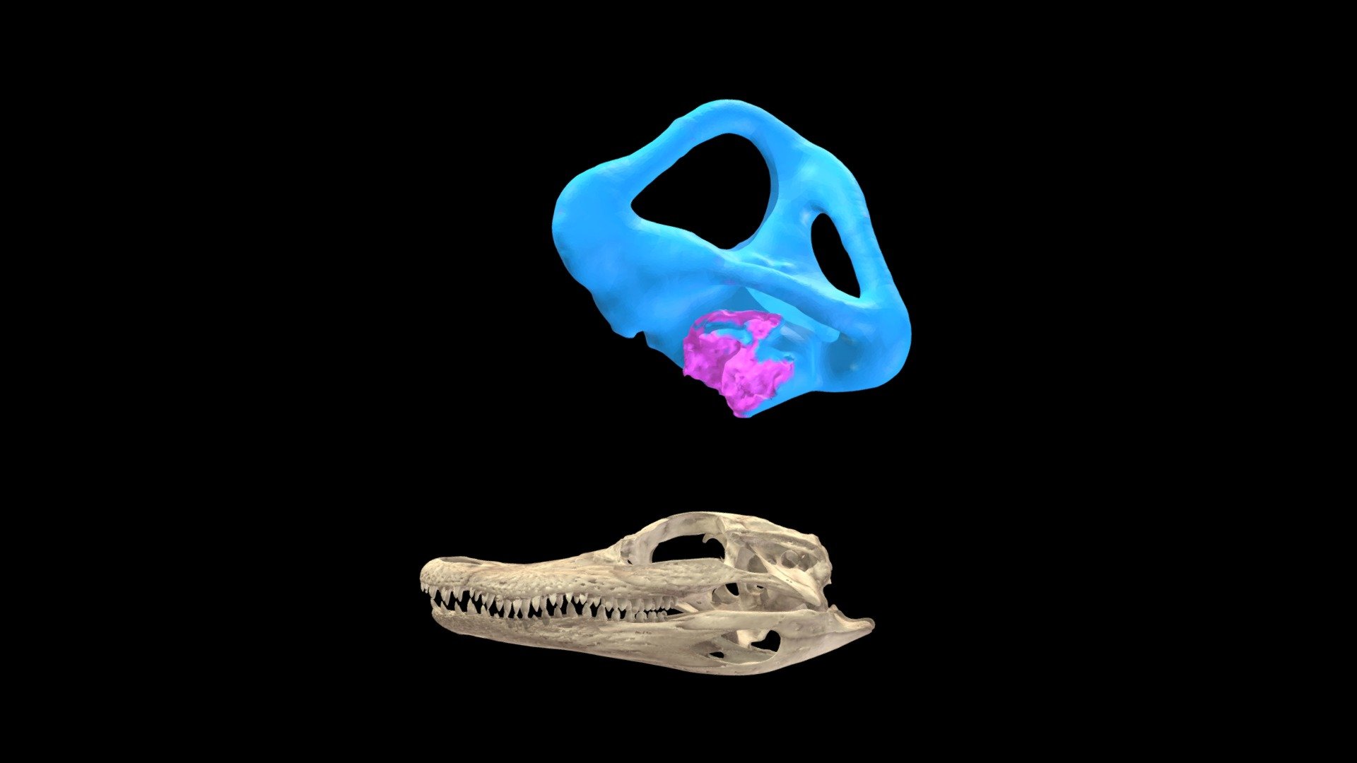Alligator Inner Ear (Blender) - 3D model by Blackburn Lab (@ufherps ...