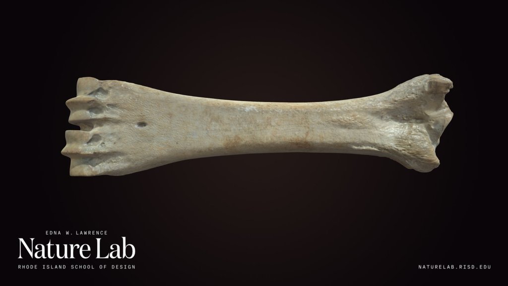 Bones - A 3D model collection by RISD Nature Lab (@RISDNaturelab ...