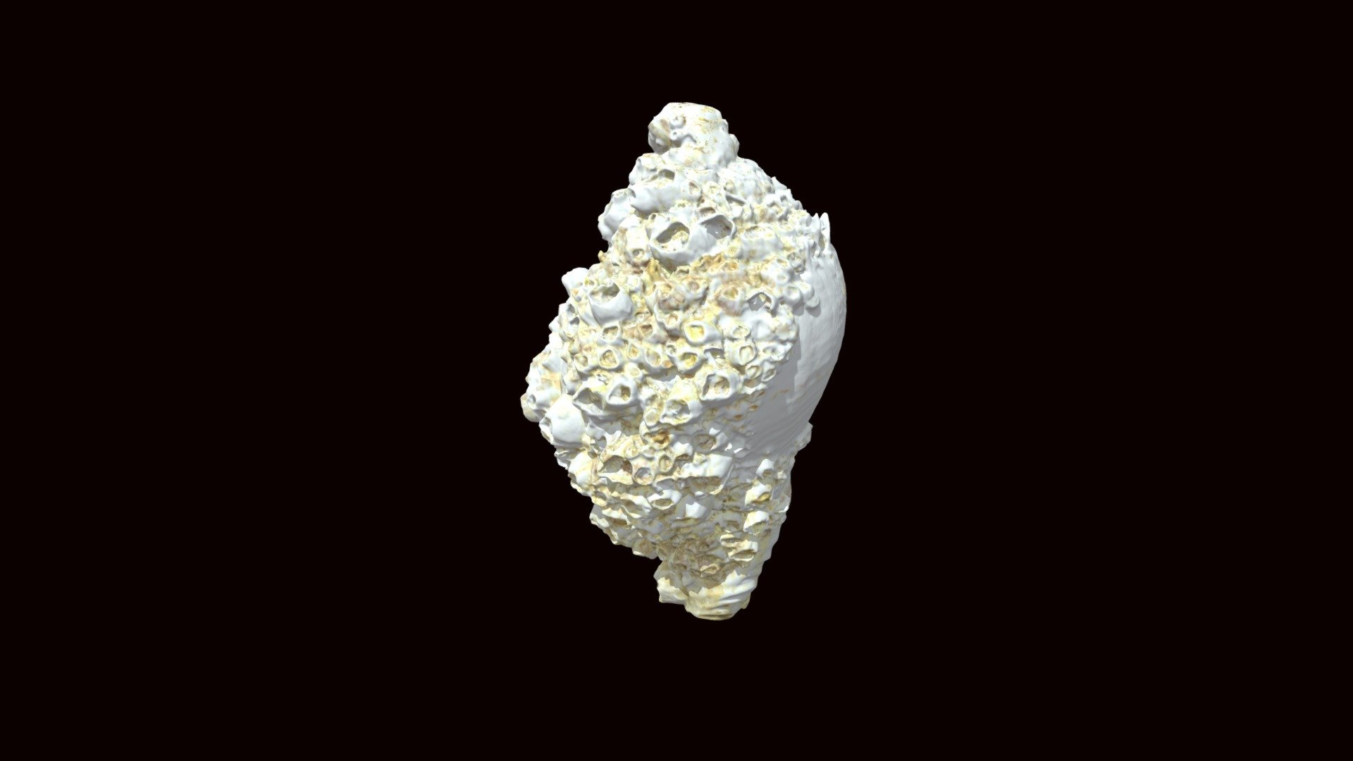 Shell with barnacles (VCU_3D_6663) - Download Free 3D model by Virtual ...