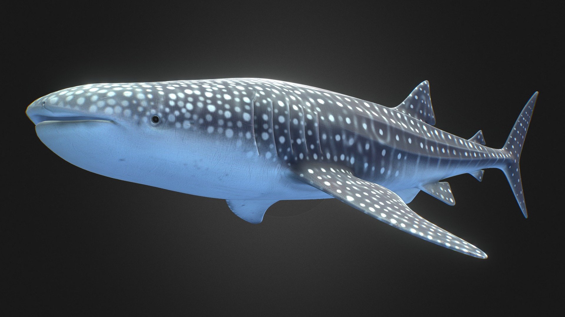 Whale Shark(2021) - 3D model by PPCAT [4106a11] - Sketchfab