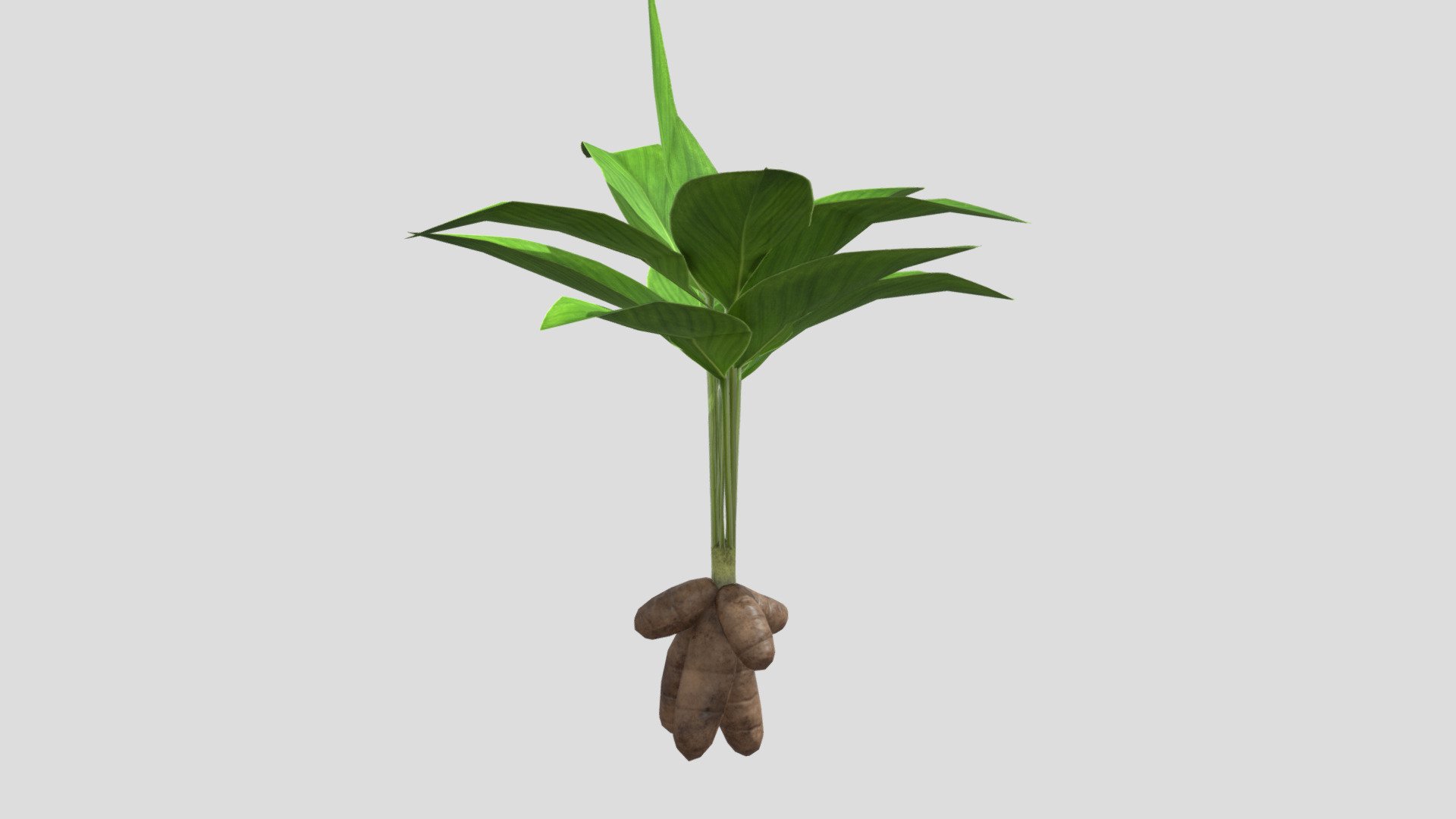 Turmeric - 3D model by vahnessa [4109217] - Sketchfab