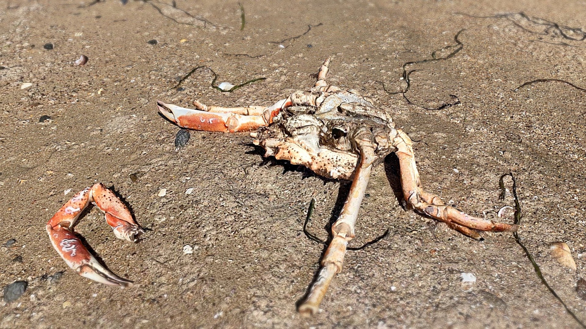 Dead spider crab - Download Free 3D model by alban [410b85b] - Sketchfab