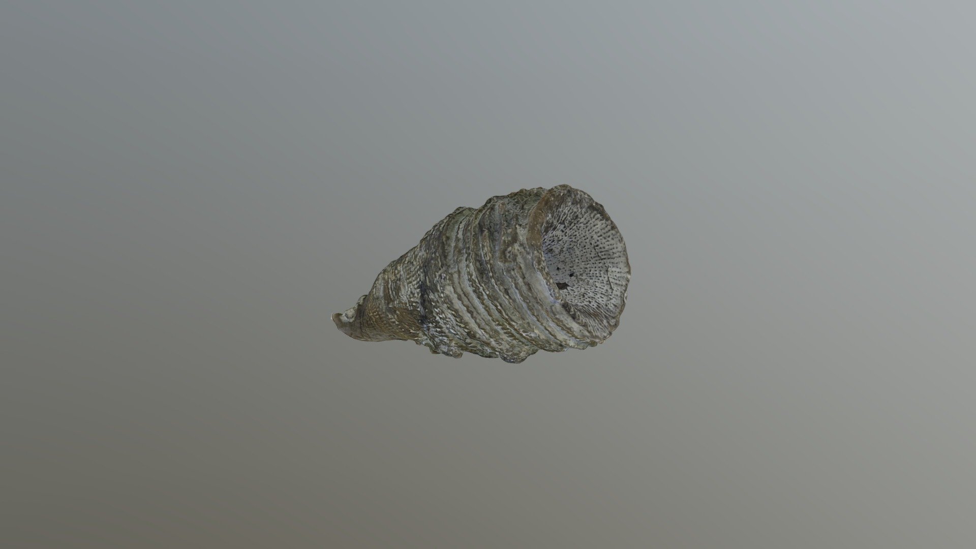 Coral Rugosa - 3D model by Laboratorio de Paleobiología (@PaleobioLAB ...