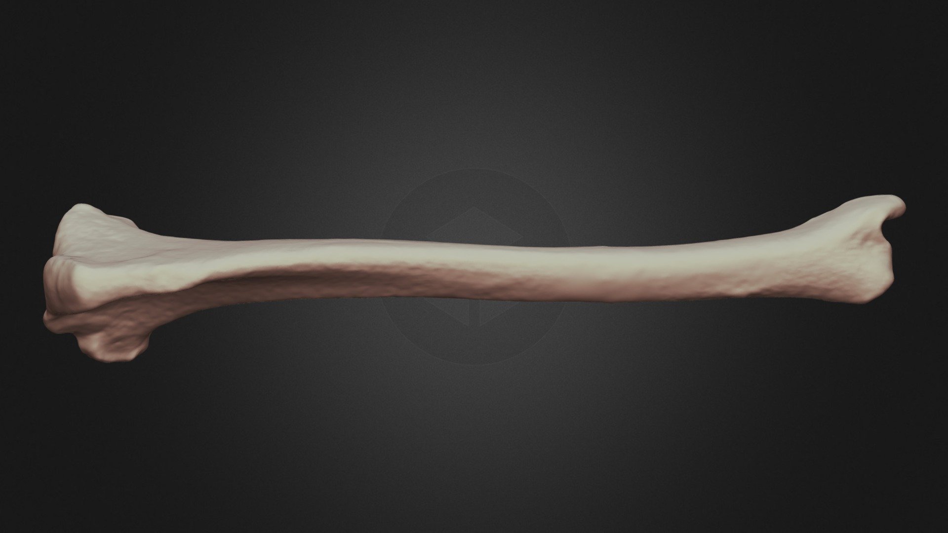 Canis lupus (Wolf) Right Tibia - 3D model by Lakehead Anthropology ...