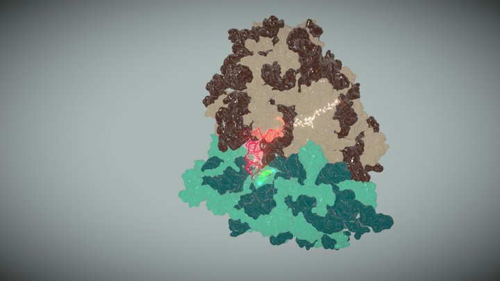 Ribosome 3D models - Sketchfab
