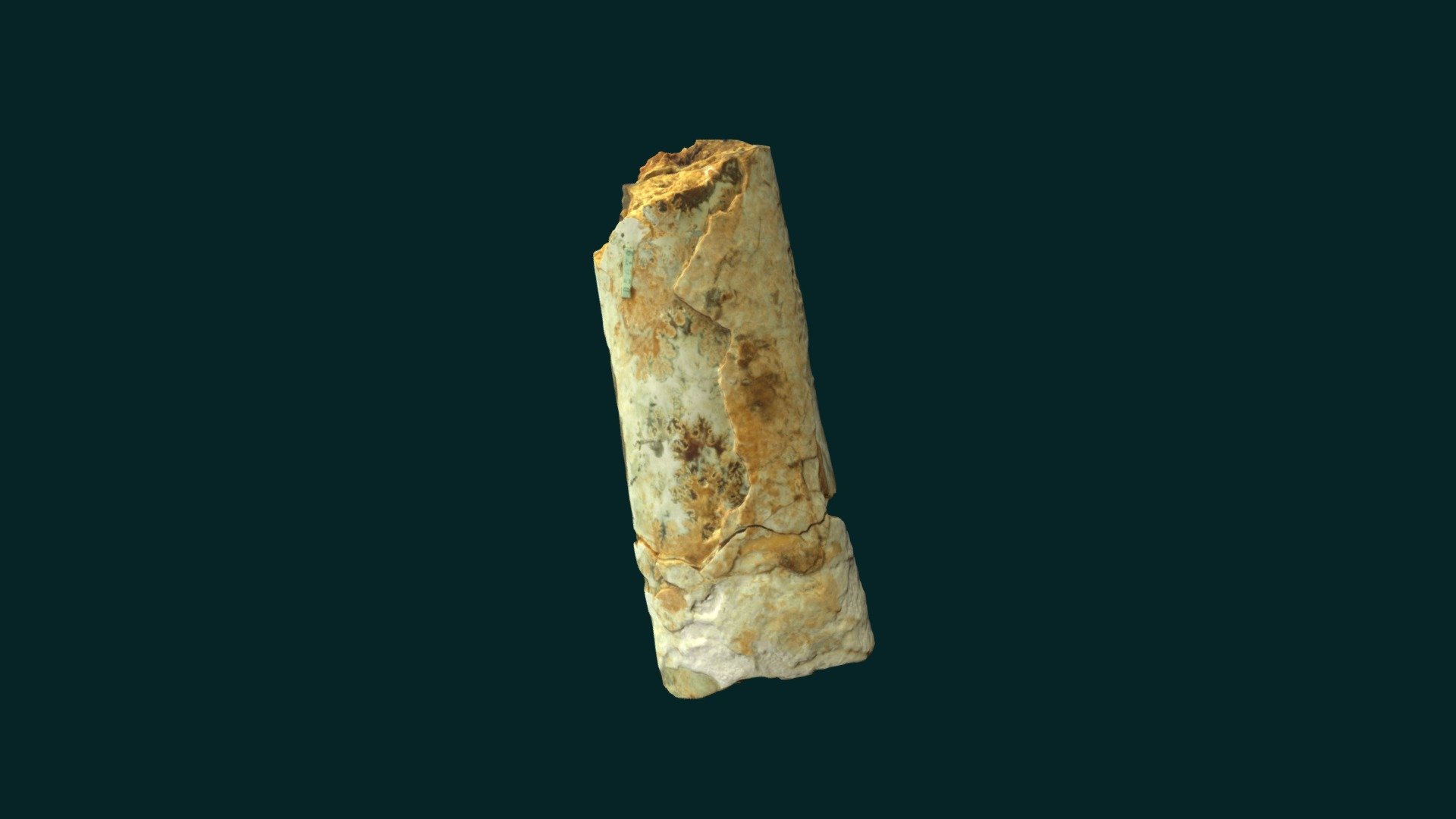 Baculites clinolobatus D5079 Jefferson Cnty, CO - Buy Royalty Free 3D ...