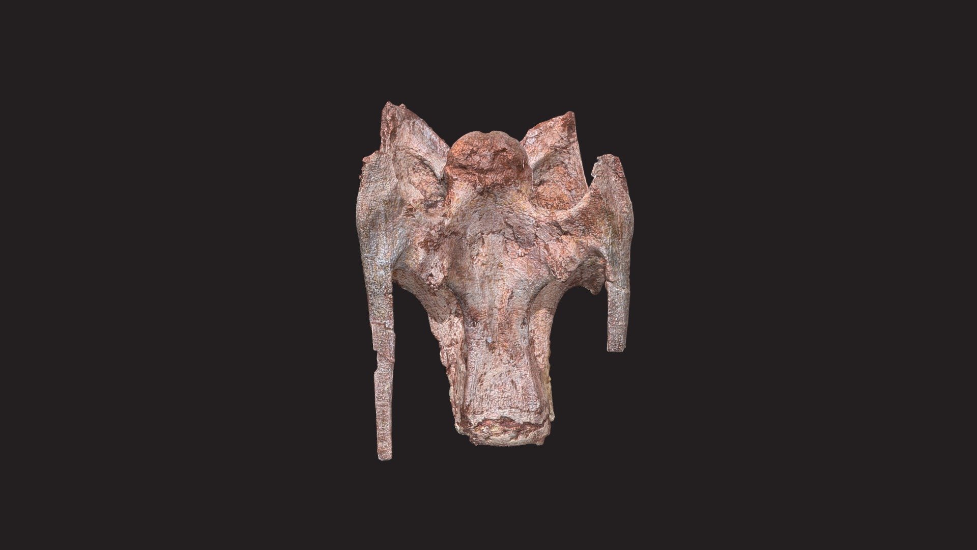 Shingopana Cervical Vert - 3D model by Denver Museum of Nature ...
