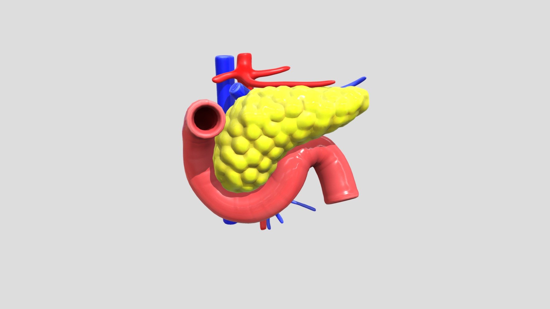 Human Pancreas - 3D model by CodyMcGregor [411eb50] - Sketchfab