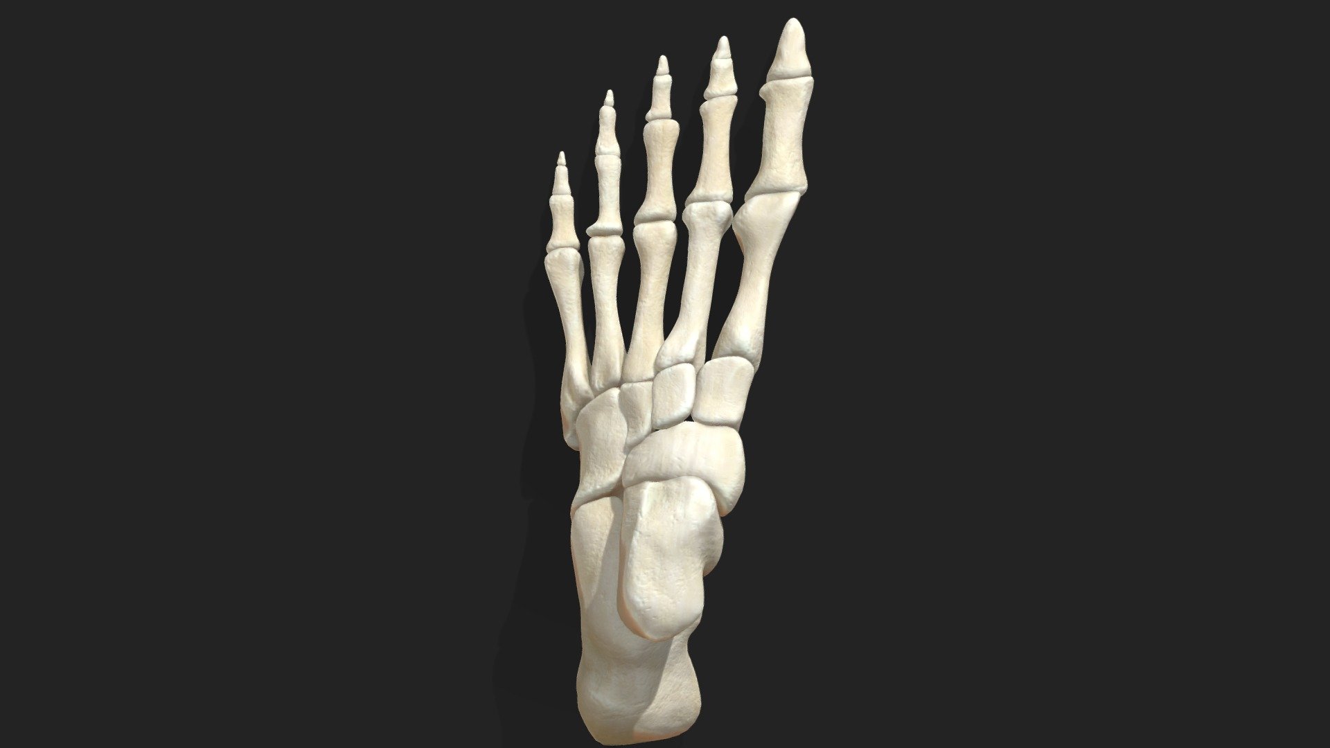 Foot Bone Anatomy - Buy Royalty Free 3D model by zames1992 [4125d63] - Sketchfab Store
