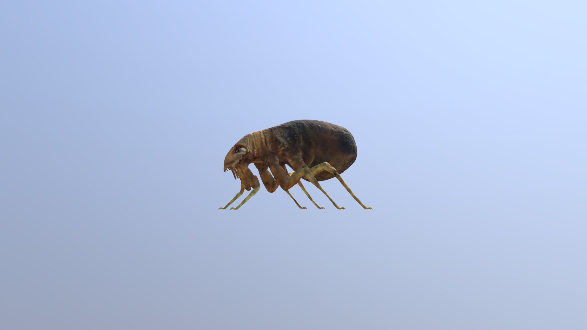 Flea - Buy Royalty Free 3D model by 3dlowpoly [4130a25] - Sketchfab Store