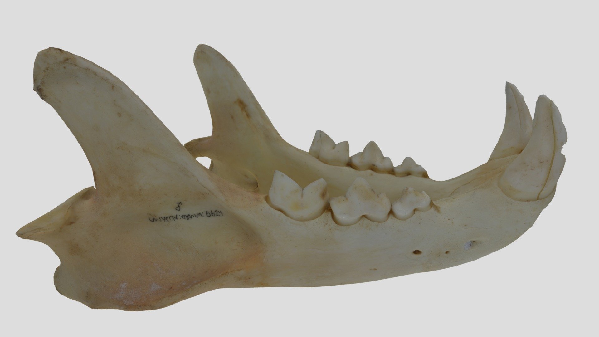 UWYMV:Mamm:6624, P. pardus pardus, Mandible - Download Free 3D model by ...