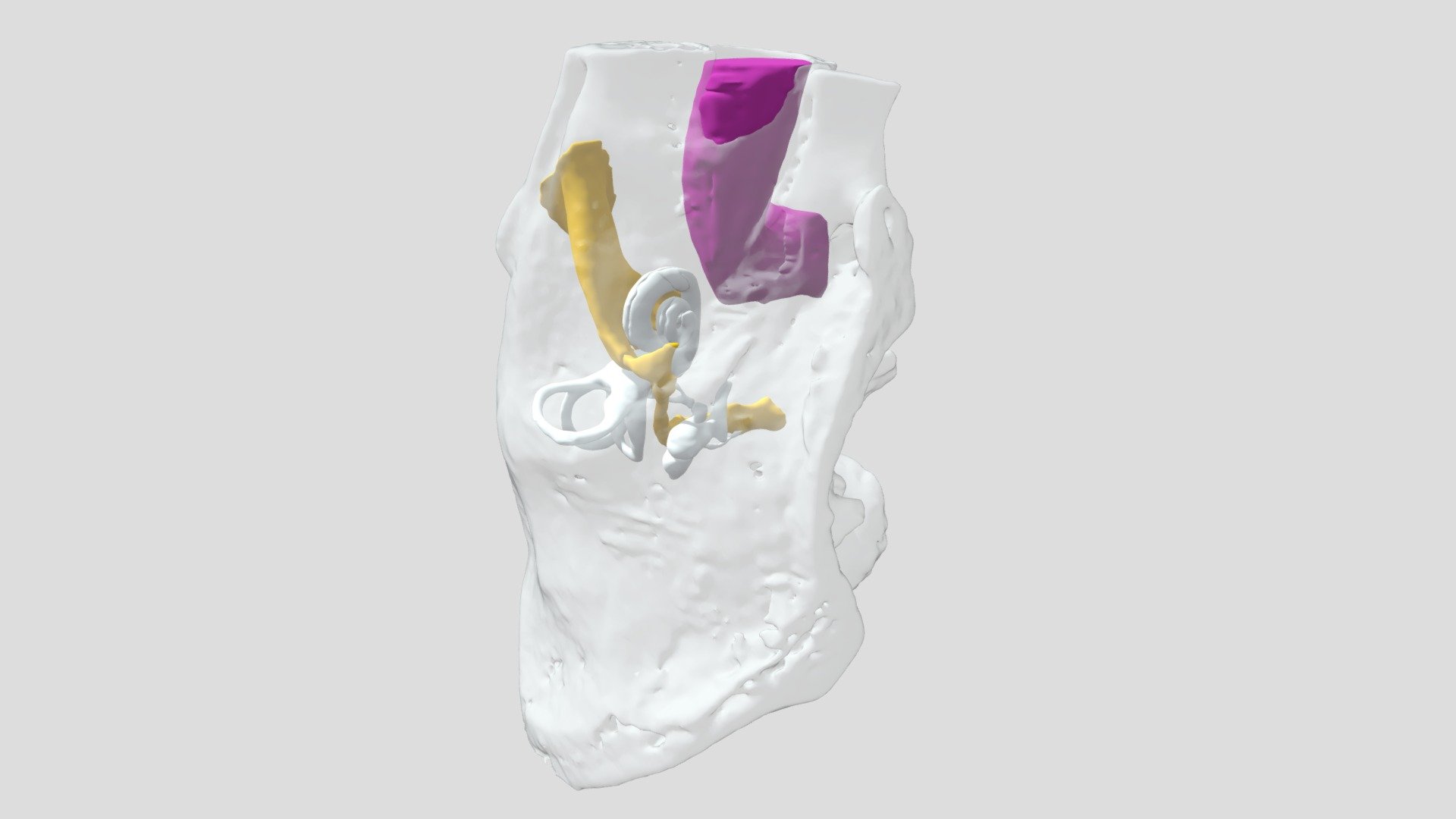 Temporal bone & Inner ear (ALPHA) - 3D model by Kuchumov [41356a7 ...