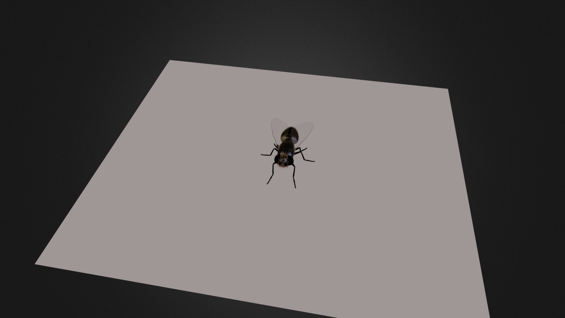 fly.zip - 3D model by PraneshKumar [4138630] - Sketchfab