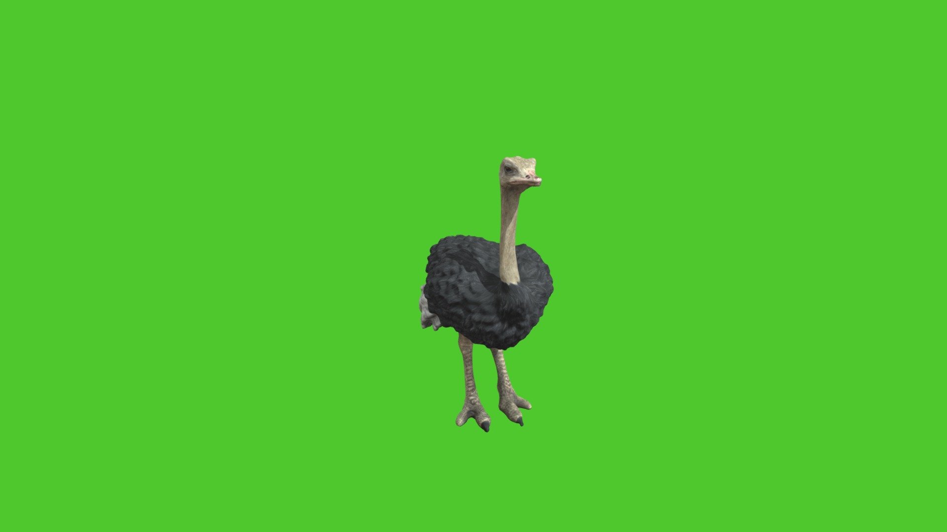 ostrich - Download Free 3D model by ap-school [4144c48] - Sketchfab