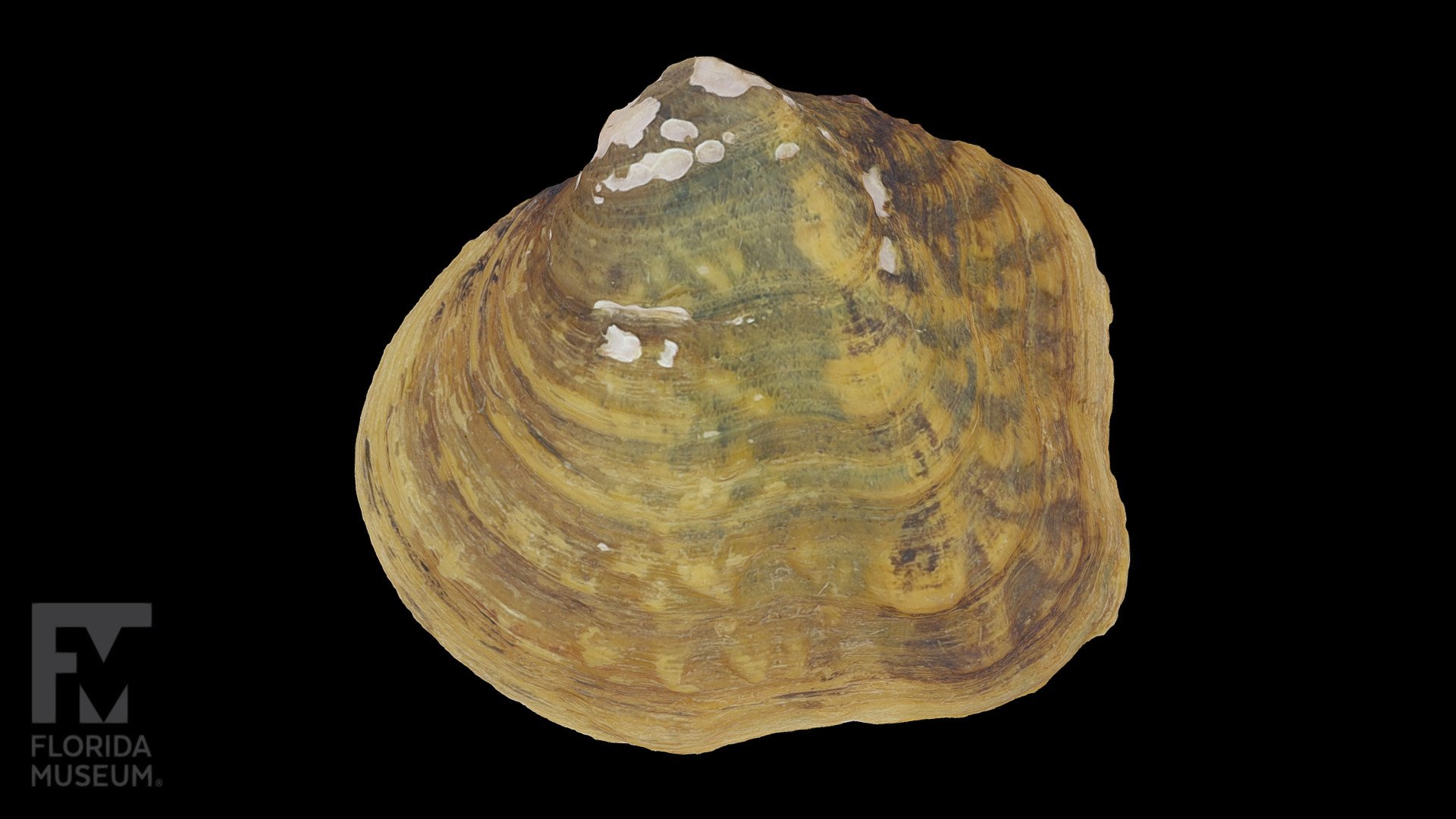 Southern monkeyface - Freshwater Mussel - 3D model by FloridaMuseum ...