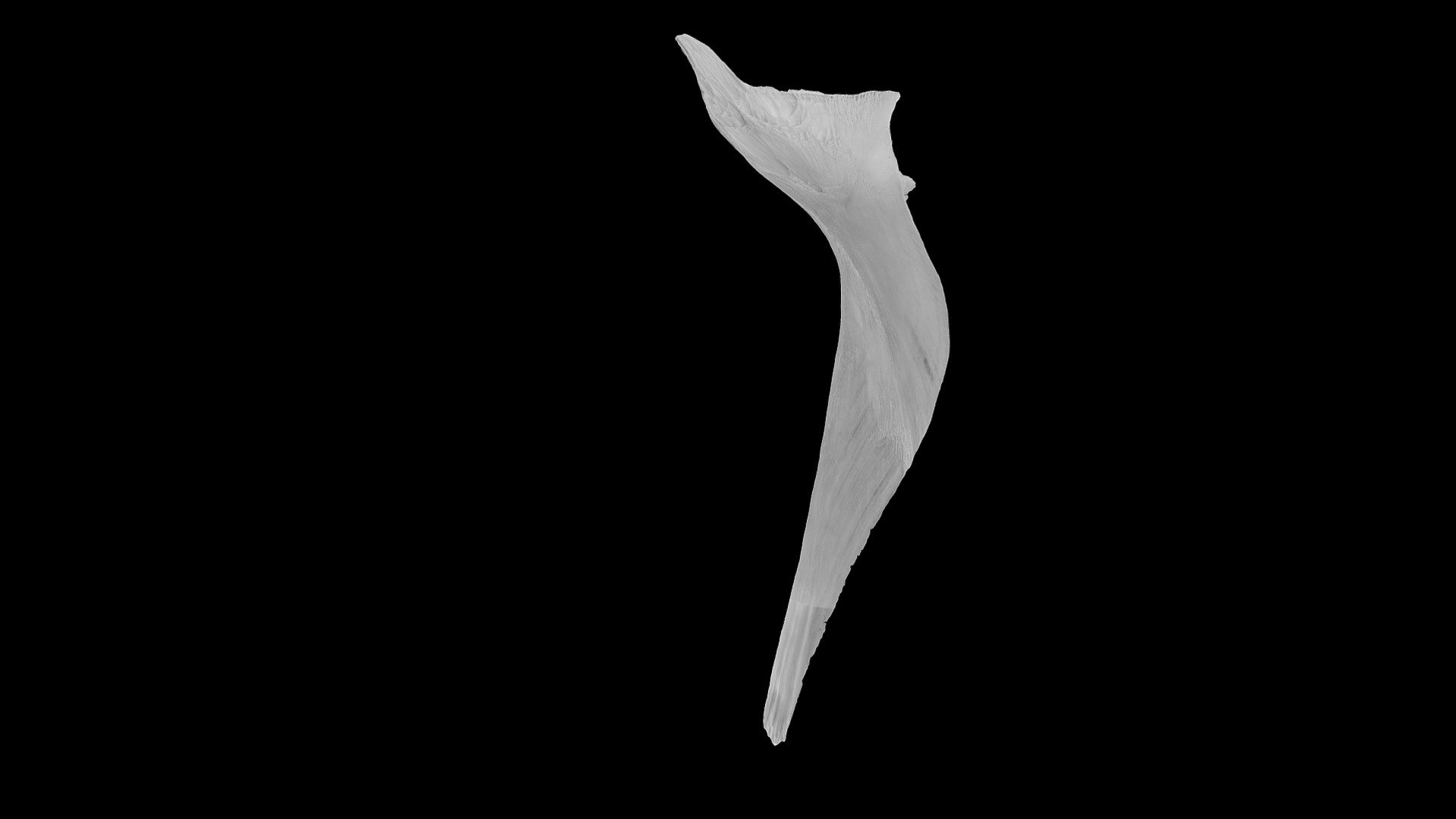 Cod (Gadus morhua) Cleithrum - Download Free 3D model by 4-OCEANS ...