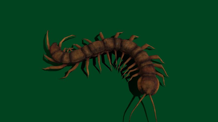 Centipede 3D models - Sketchfab