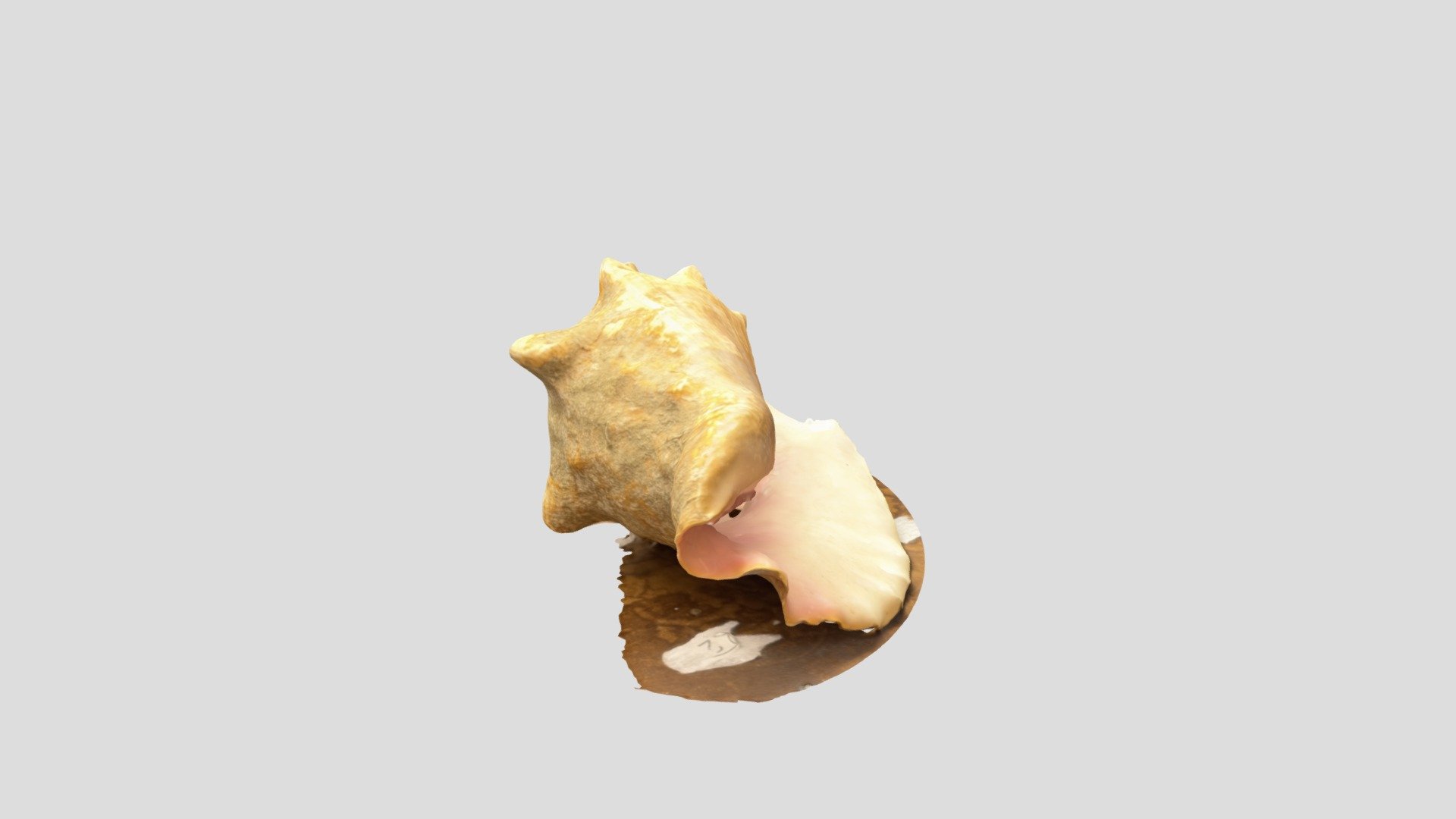Conch Shell - Download Free 3D model by CNugent7 [414f3a5] - Sketchfab