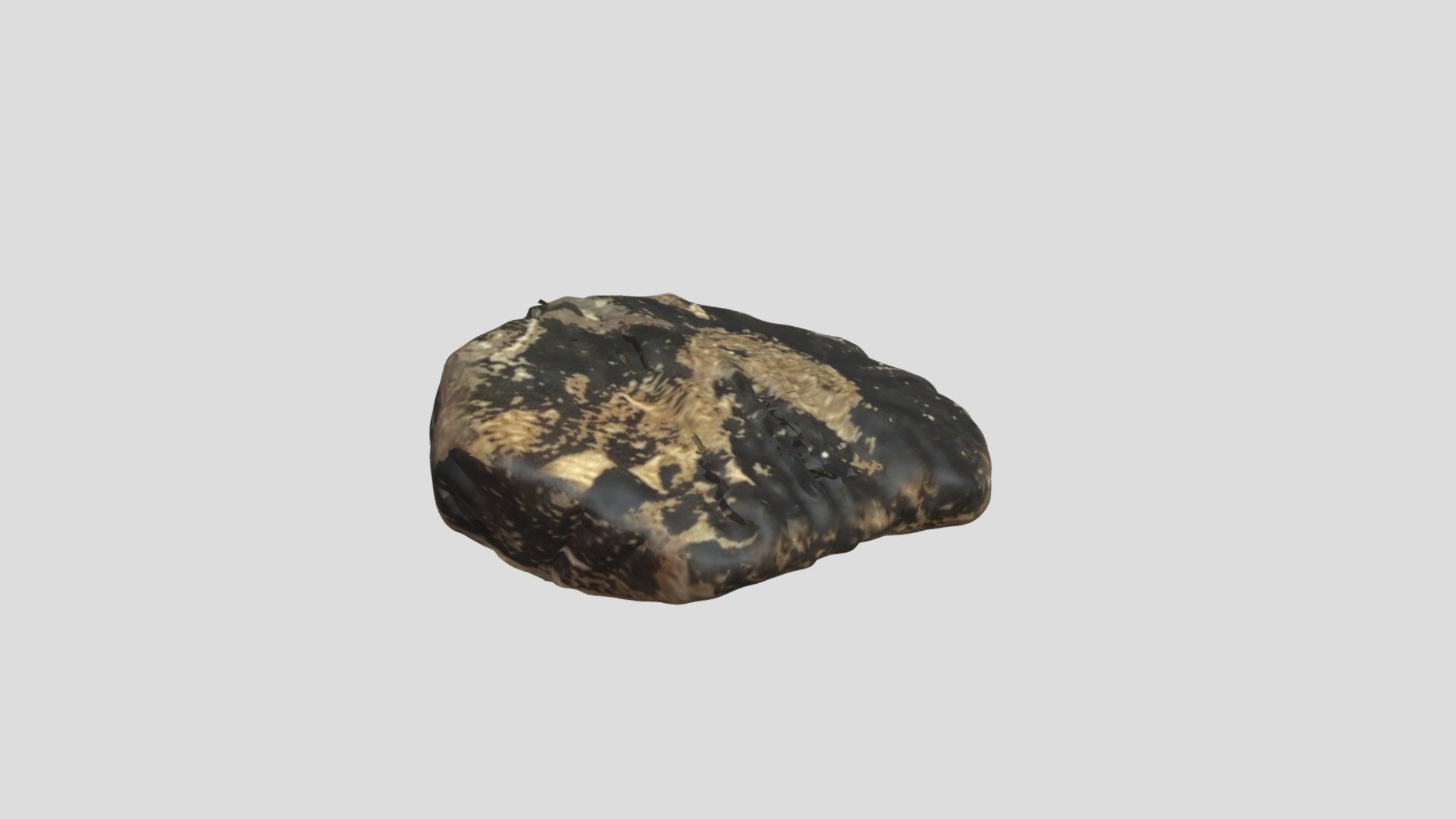 Ceratites nodosus - 3D model by rin209 [414f818] - Sketchfab