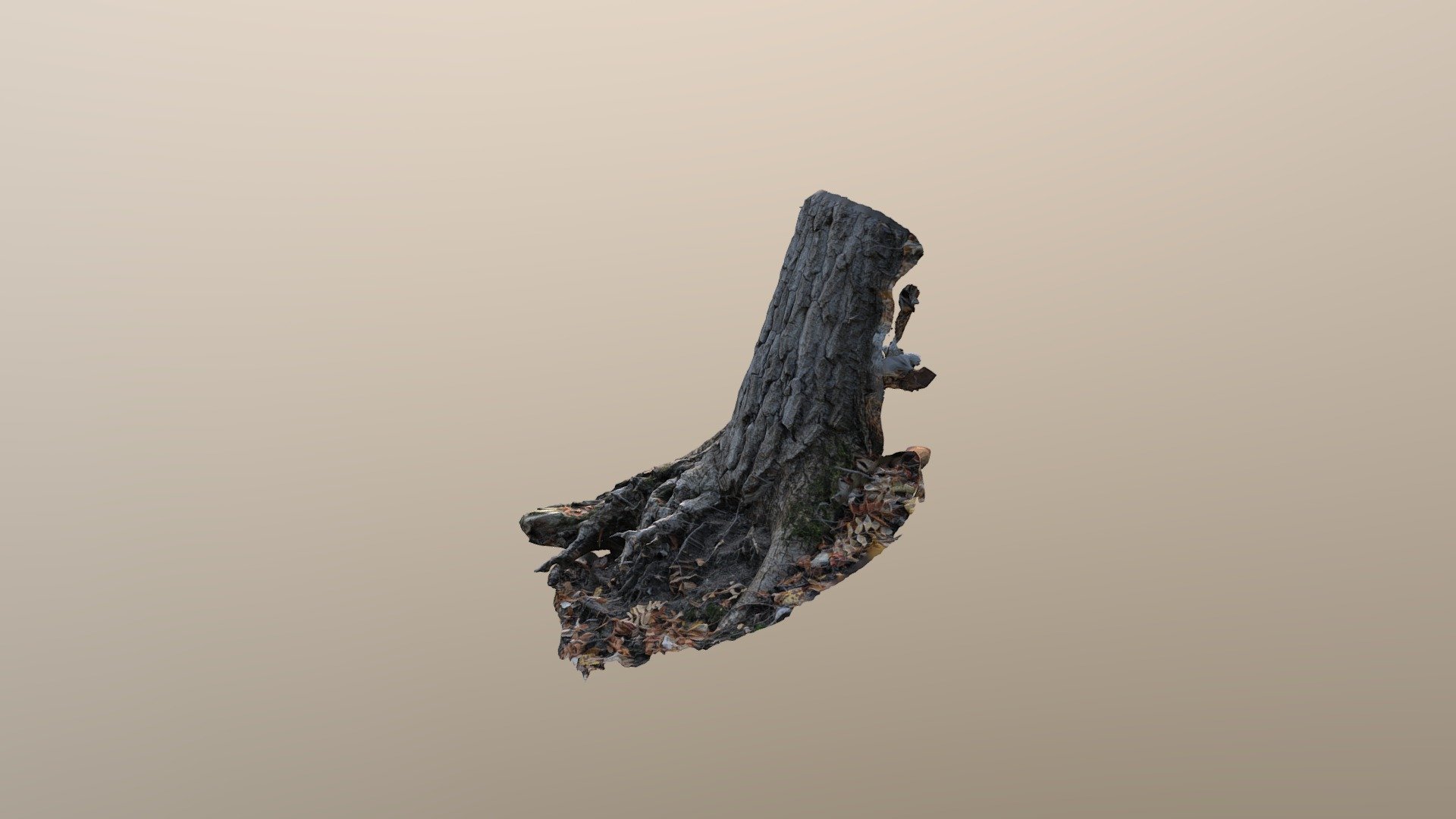 Short Tree Stump Reduced - 3D model by flinthoward [4150d3e] - Sketchfab