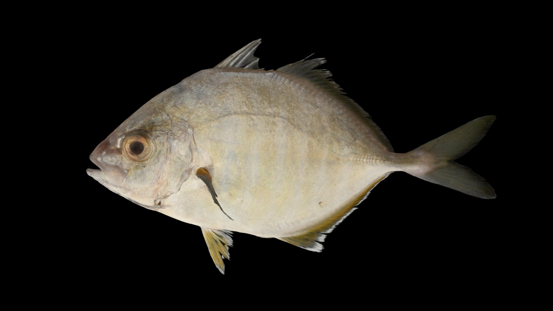 カイワリ 🐟 Whitefin Trevally, Kaiwarinus equula - 3D model by ffish.asia ...