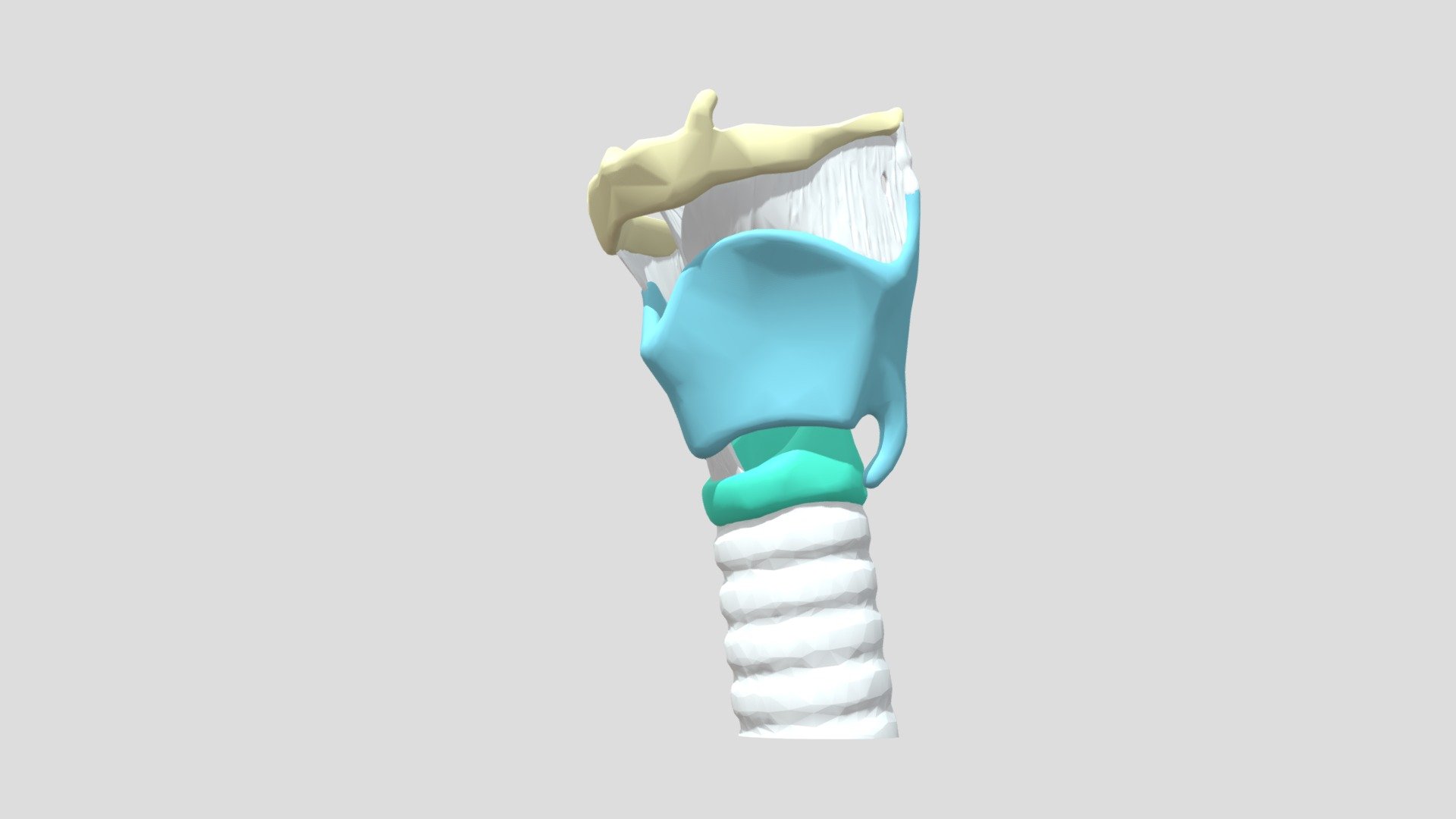 Larynx Anatomy test - 3D model by Maarten Rijswijk (@maarten.rijswijk ...