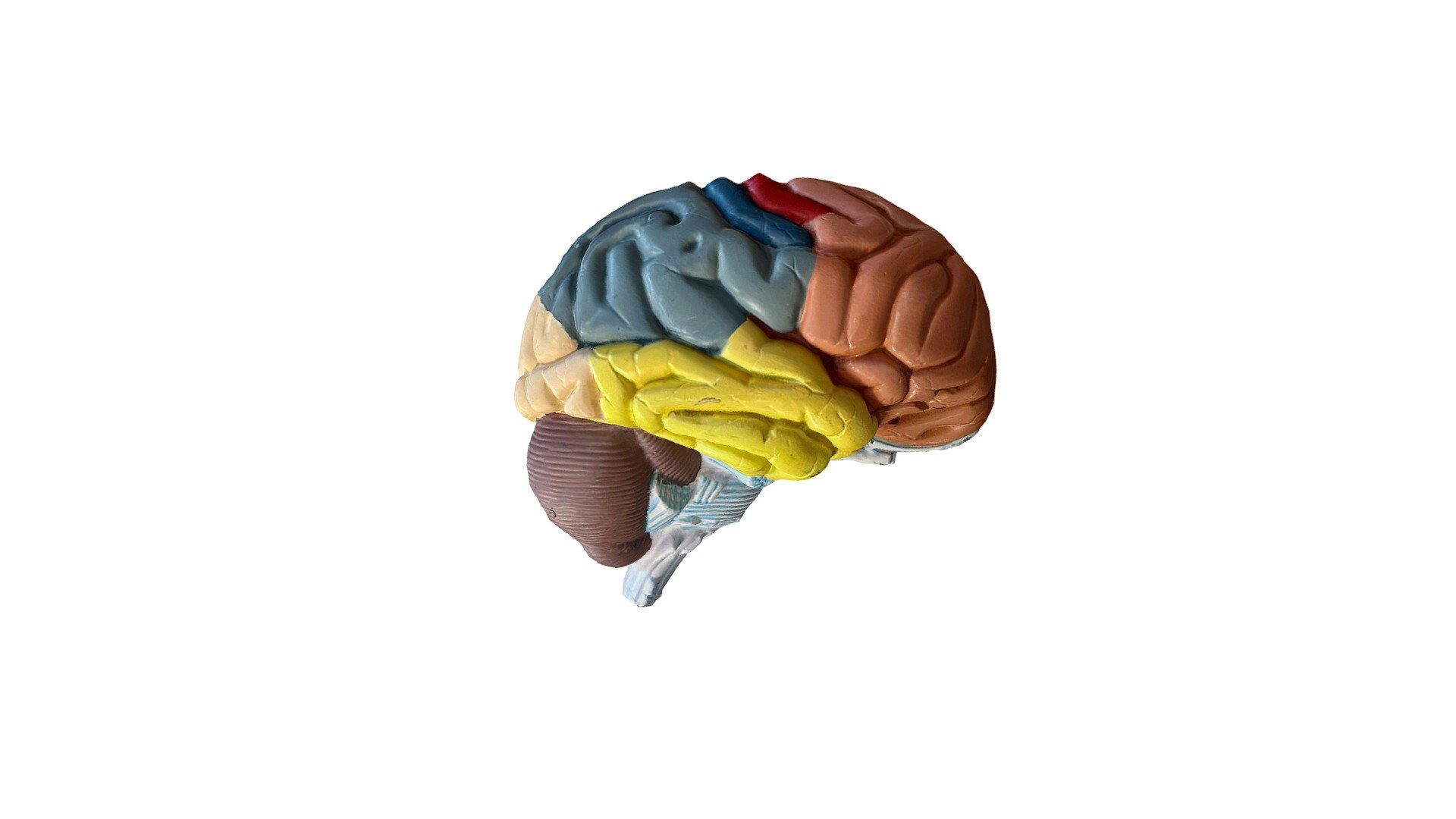 Colored Brain Model - Download Free 3D model by 3-D Photogrammetry ...