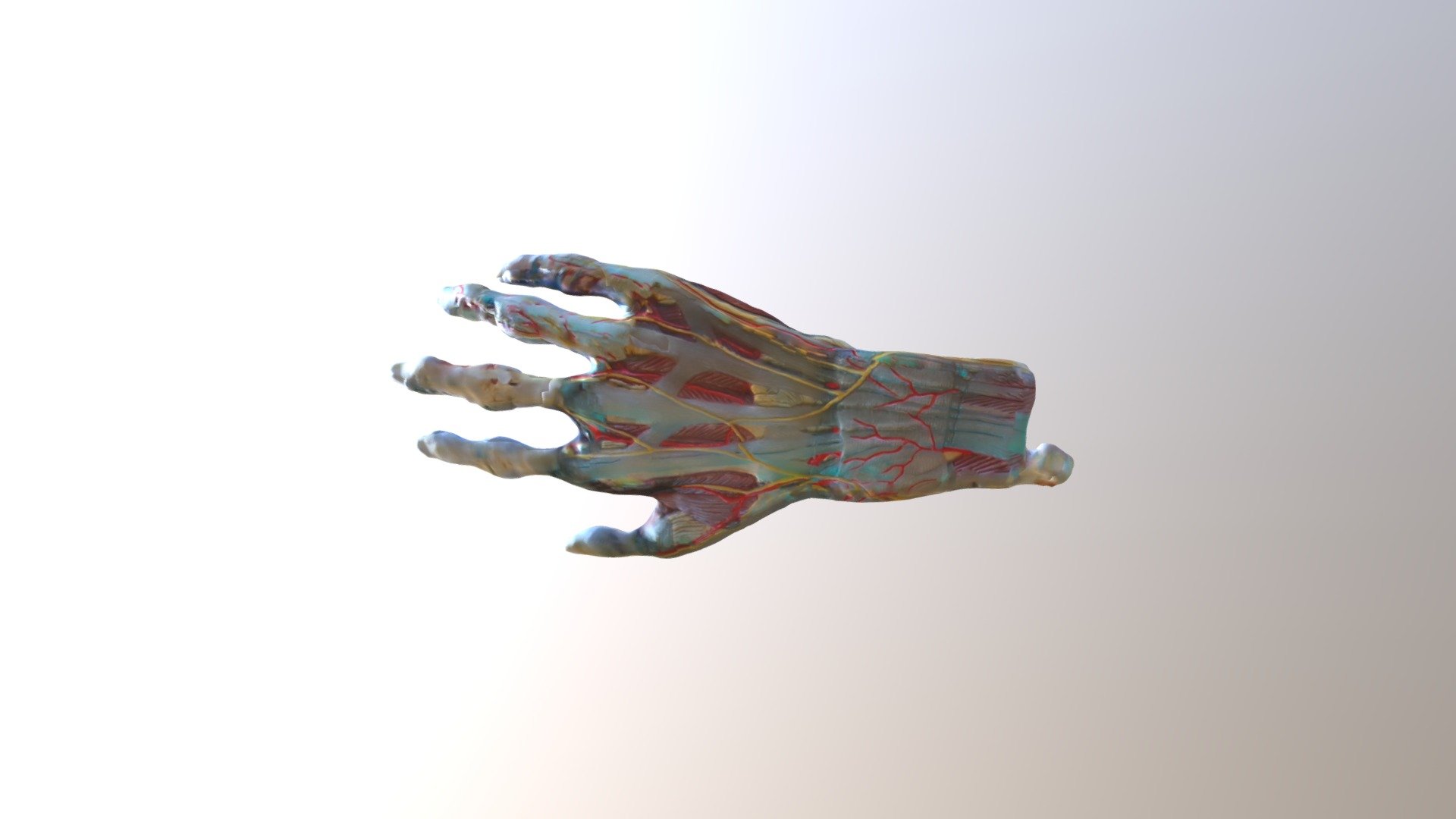 Hand - Download Free 3D model by jkane326 [4163a47] - Sketchfab