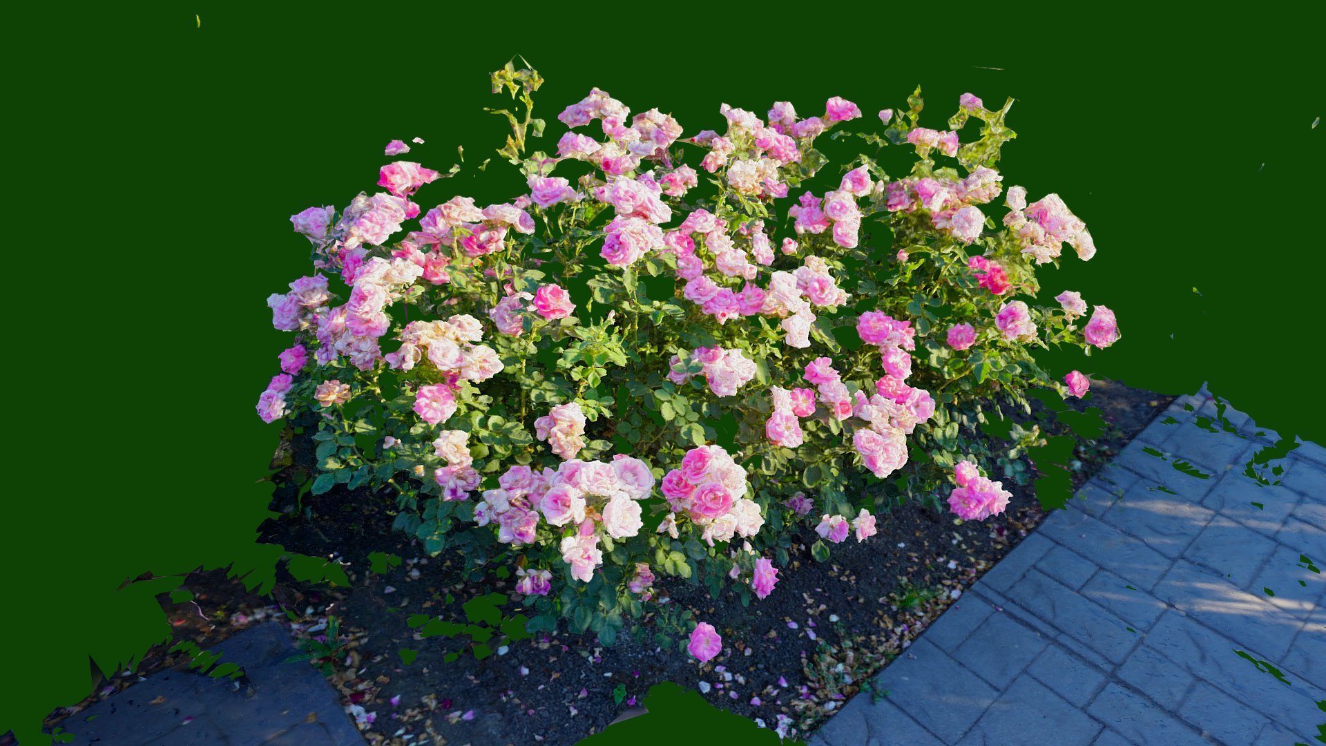 Pink Roses - 3D model by John Toeppen (@toeppen) [416f27b] - Sketchfab