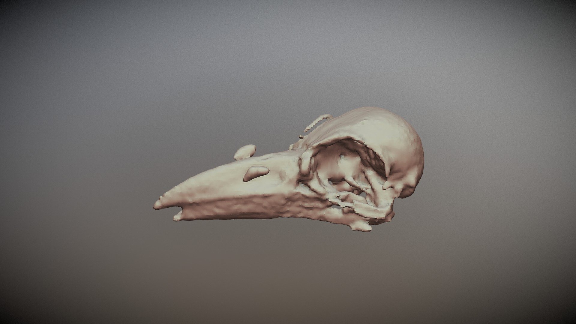 1E-Raven Skull-BC8130 - Download Free 3D model by SJSUSERC [41752df ...