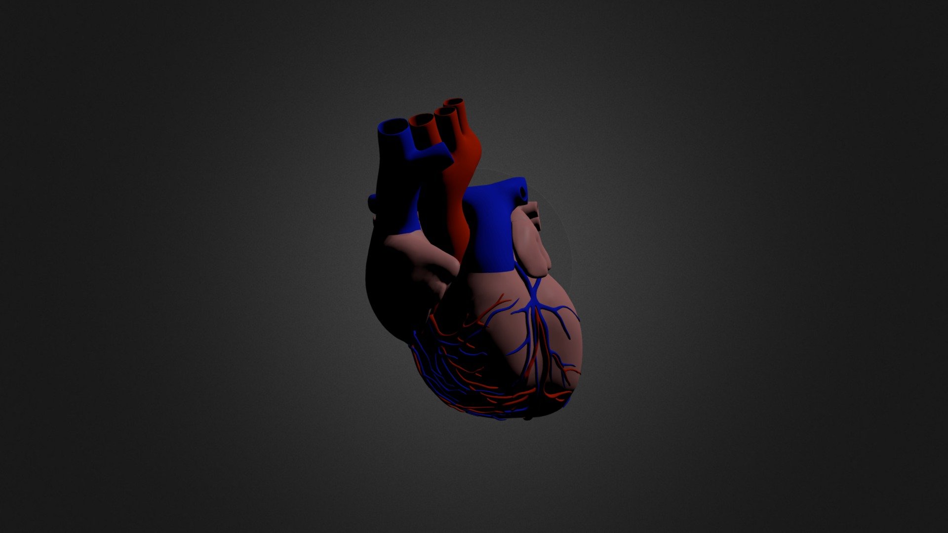 Coeur - 3D model by gnsvl74 [417afc8] - Sketchfab