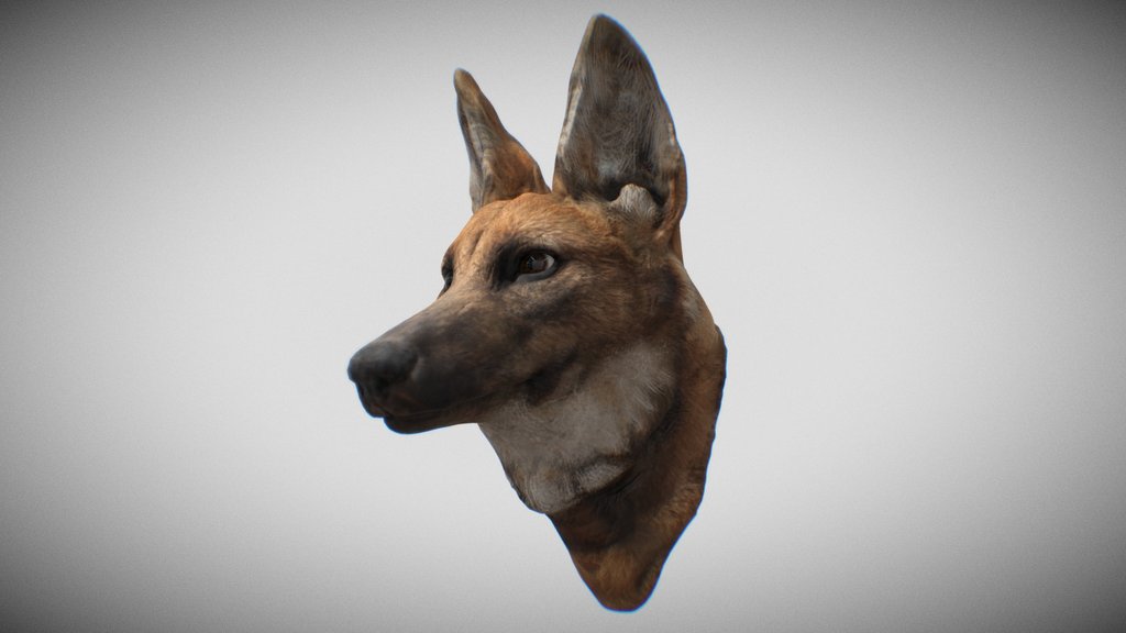 maned wolf - A 3D model collection by Drawodraws - Sketchfab