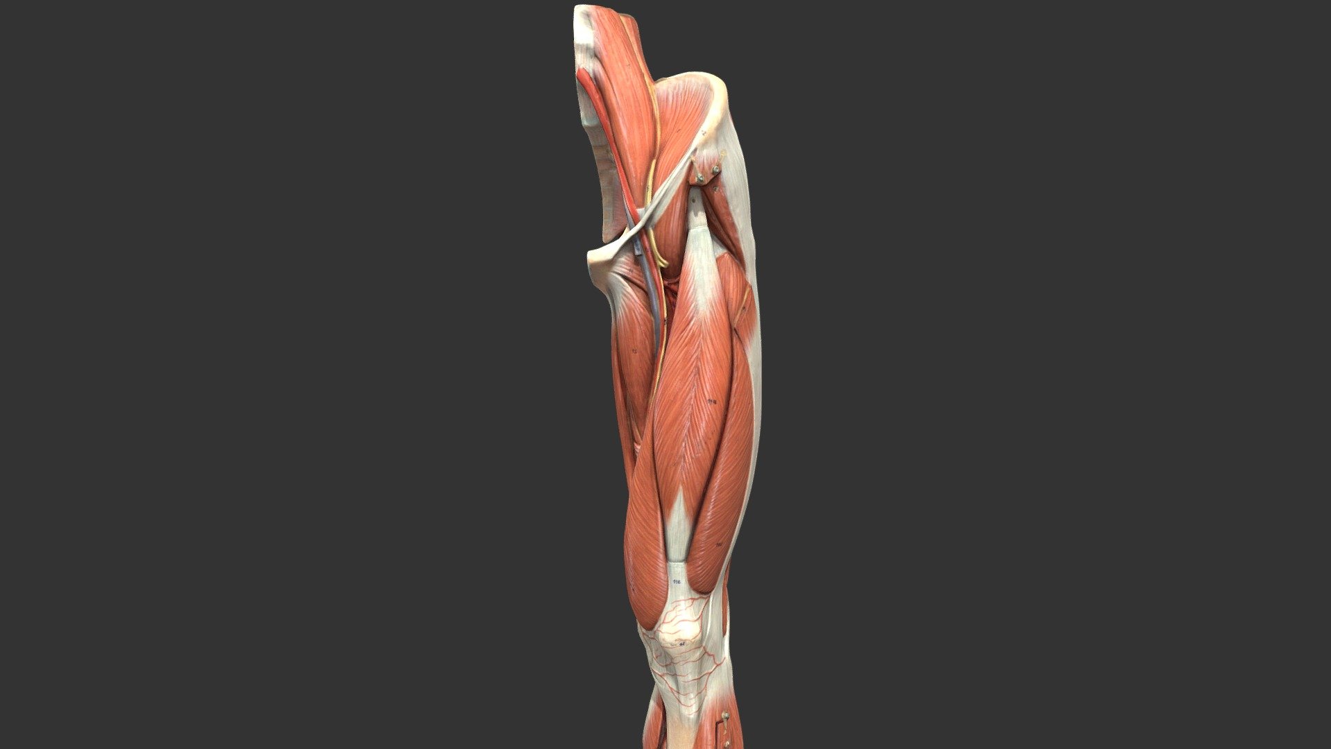 lower limb2 - 3D model by 輔仁大學 [418552a] - Sketchfab