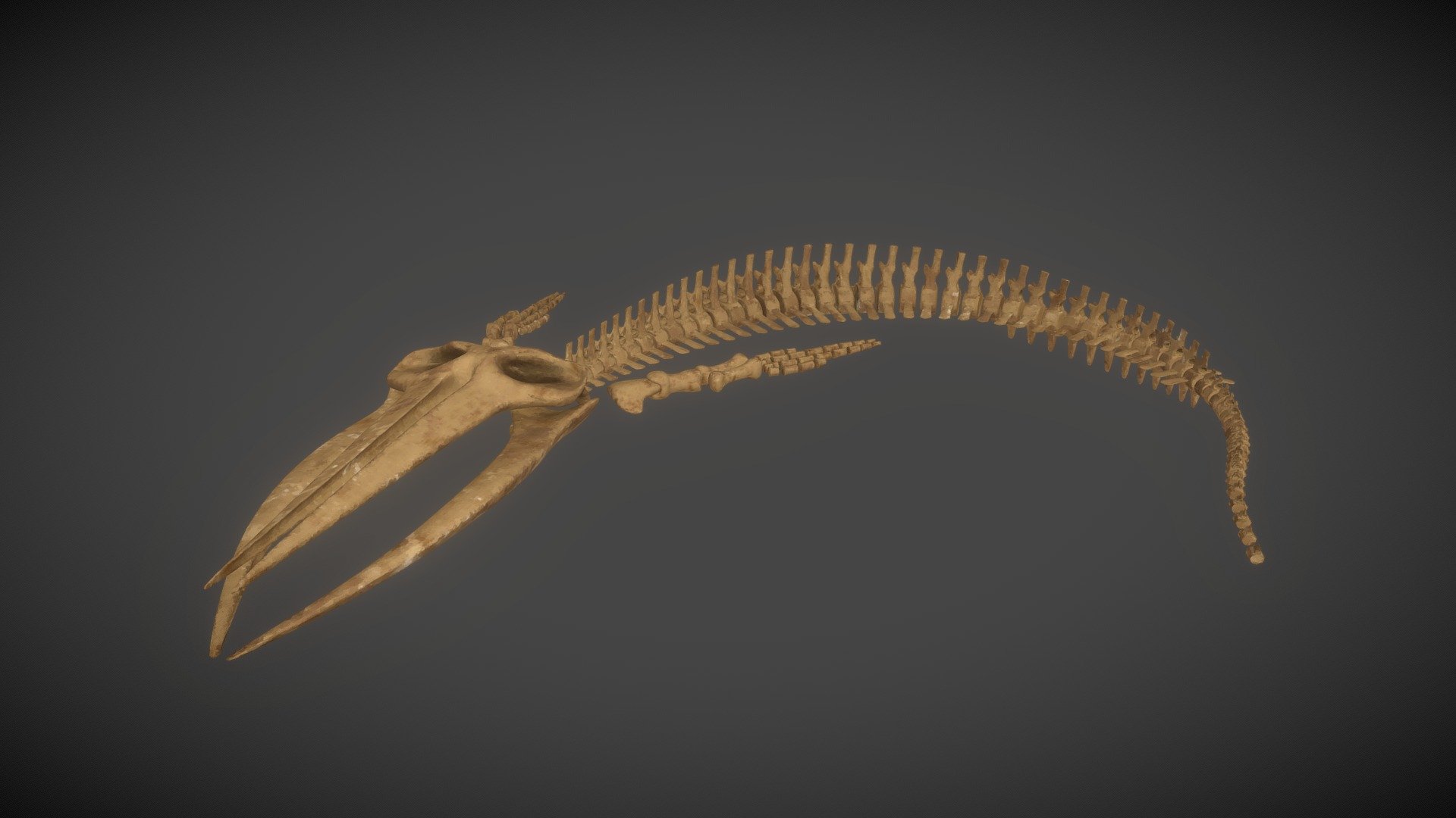Fossil Whale - 3D model by Liviviane [418deb2] - Sketchfab
