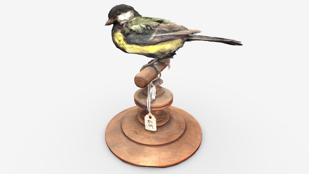 bird collection - A 3D model collection by The Watt Institution ...