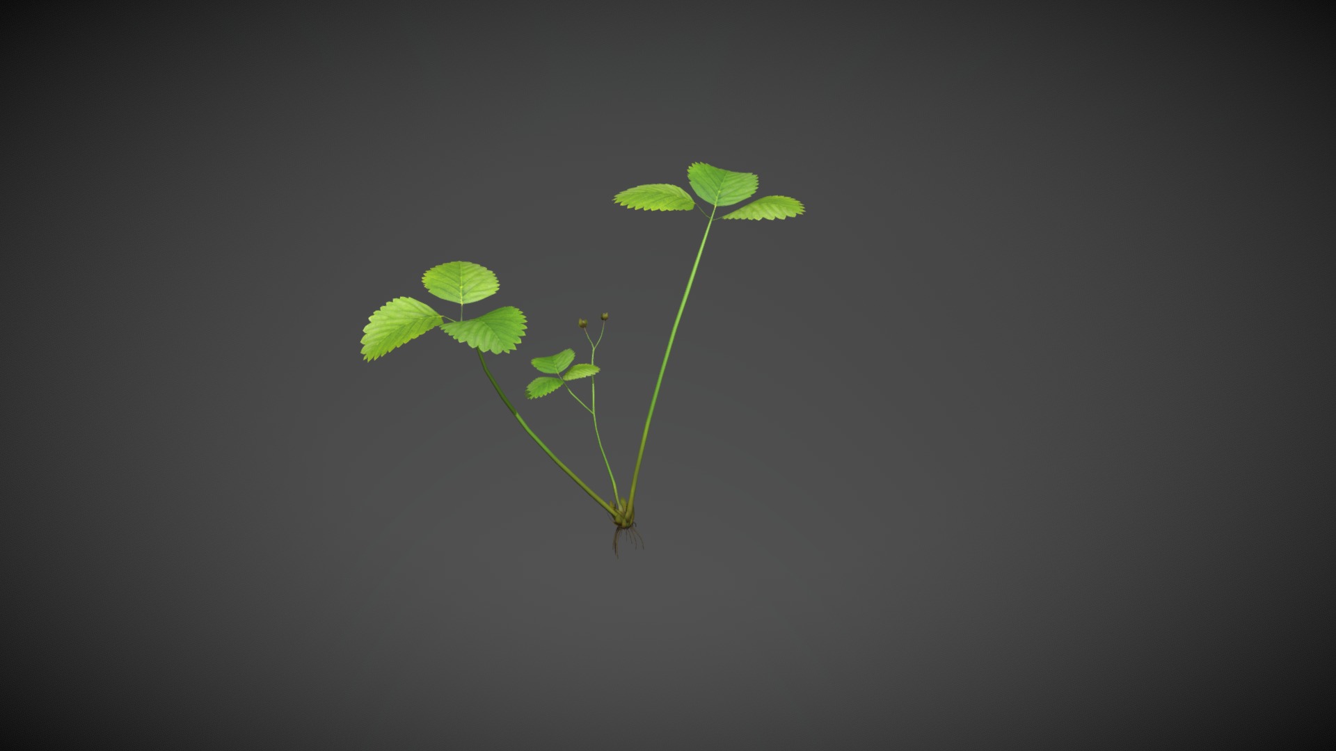 Strawberry1 - 3D model by vicvdovenko [419dd7e] - Sketchfab