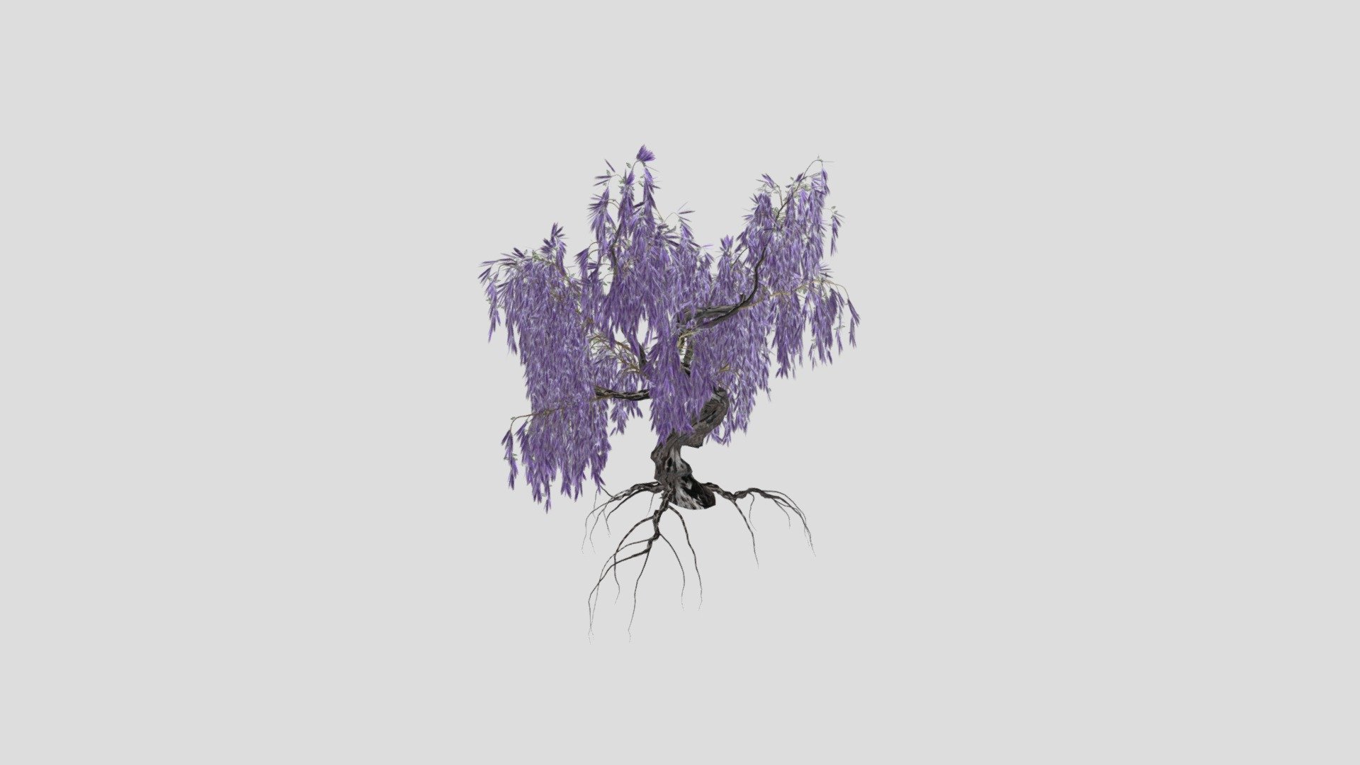 Wisteria - 3D model by oven21031977 [41a1ef0] - Sketchfab