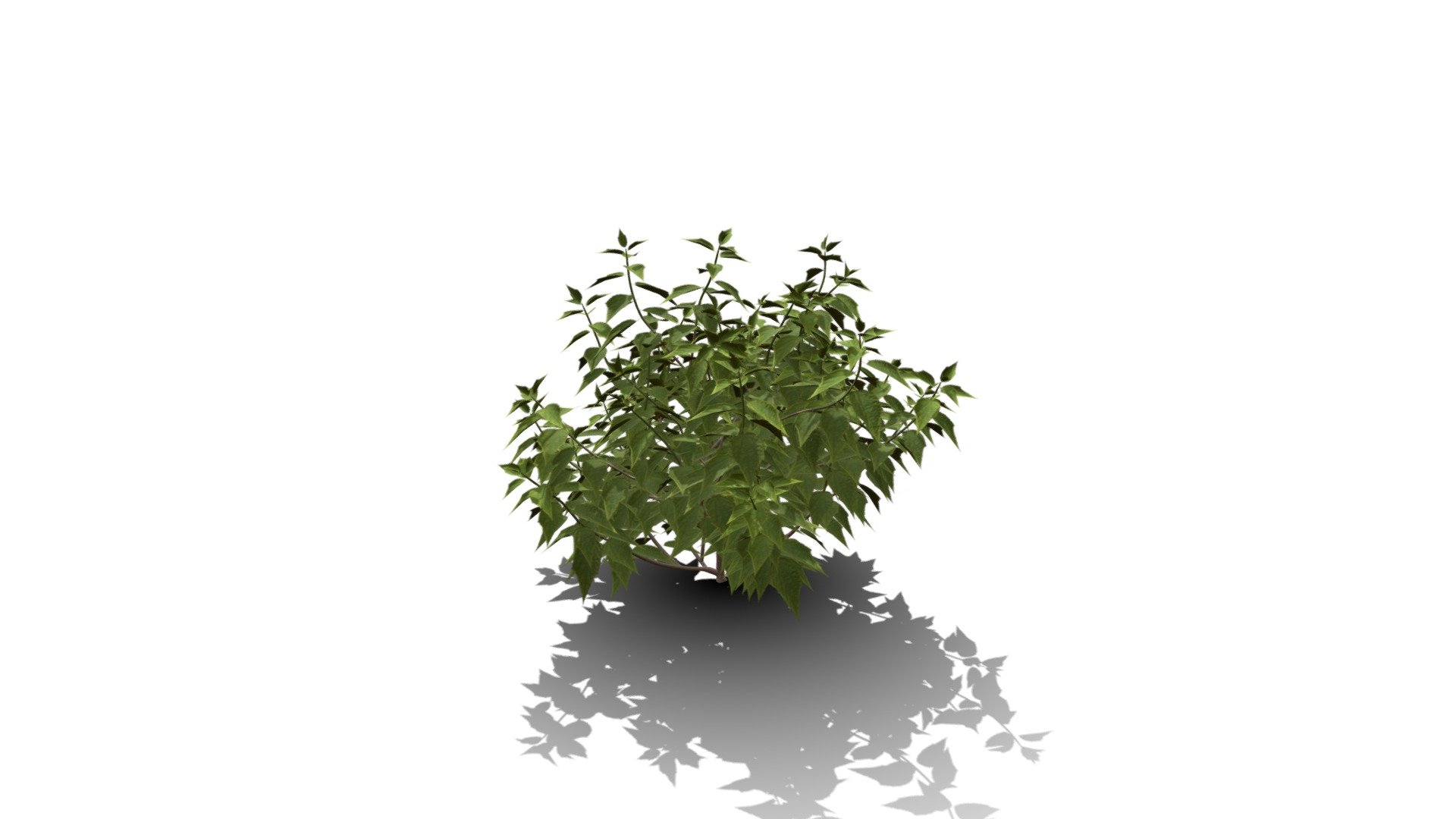 Realistic HD Turk's cap mallow (11/20) - Download Free 3D model by ...