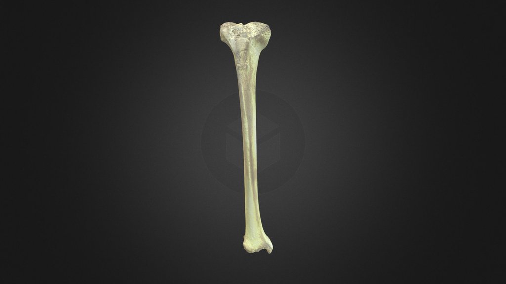 Lower Limb 3D - A 3D model collection by anatomydecoded - Sketchfab