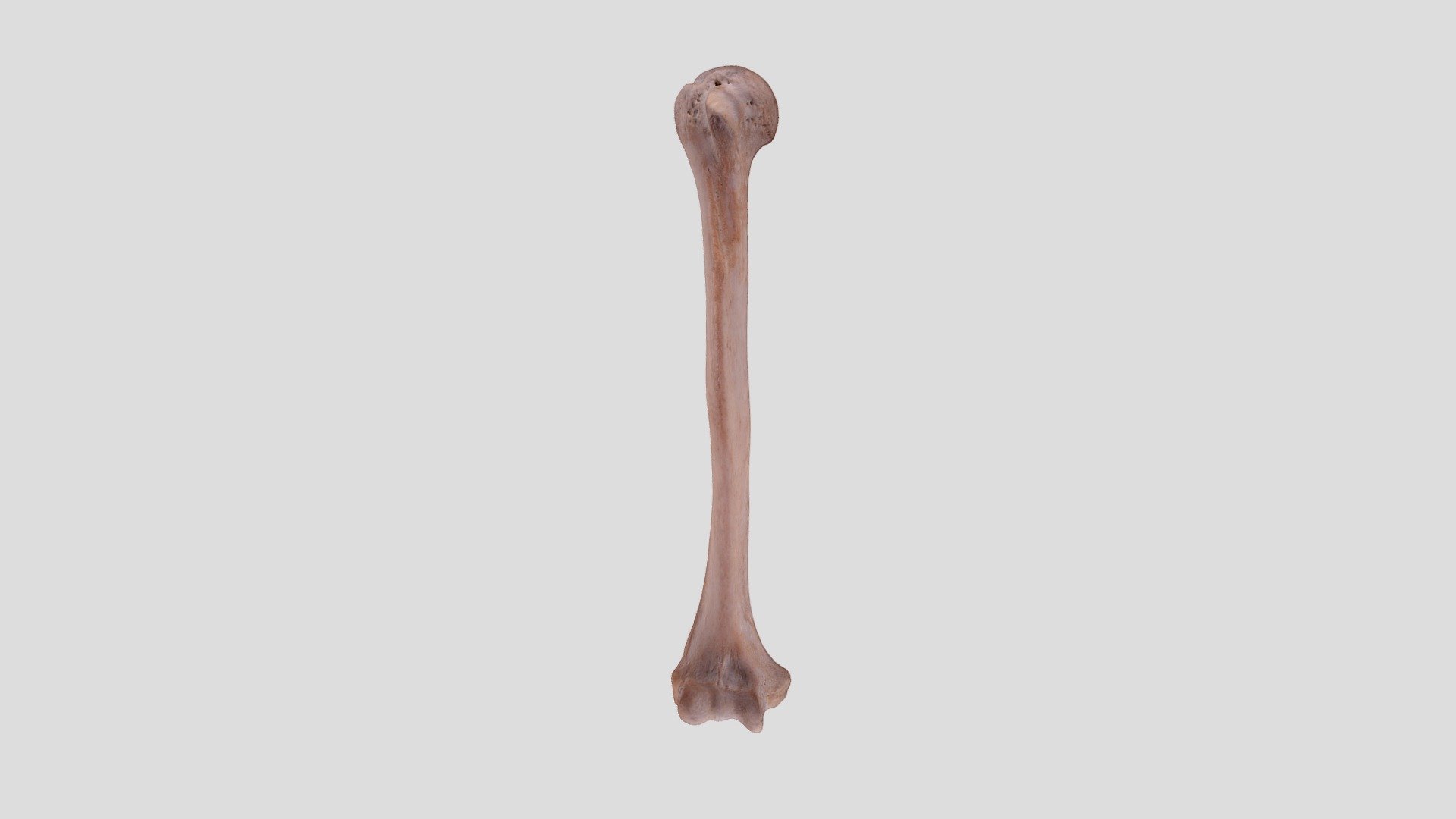 Humerus (right) - 3D model by kucharm [41af80d] - Sketchfab