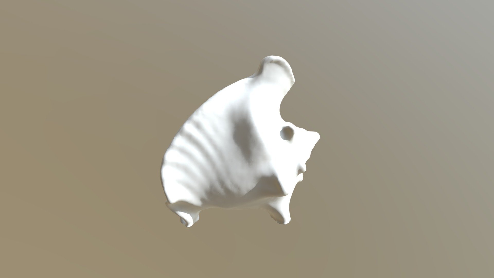 Shell - 3D model by marvin0009 [41b337f] - Sketchfab