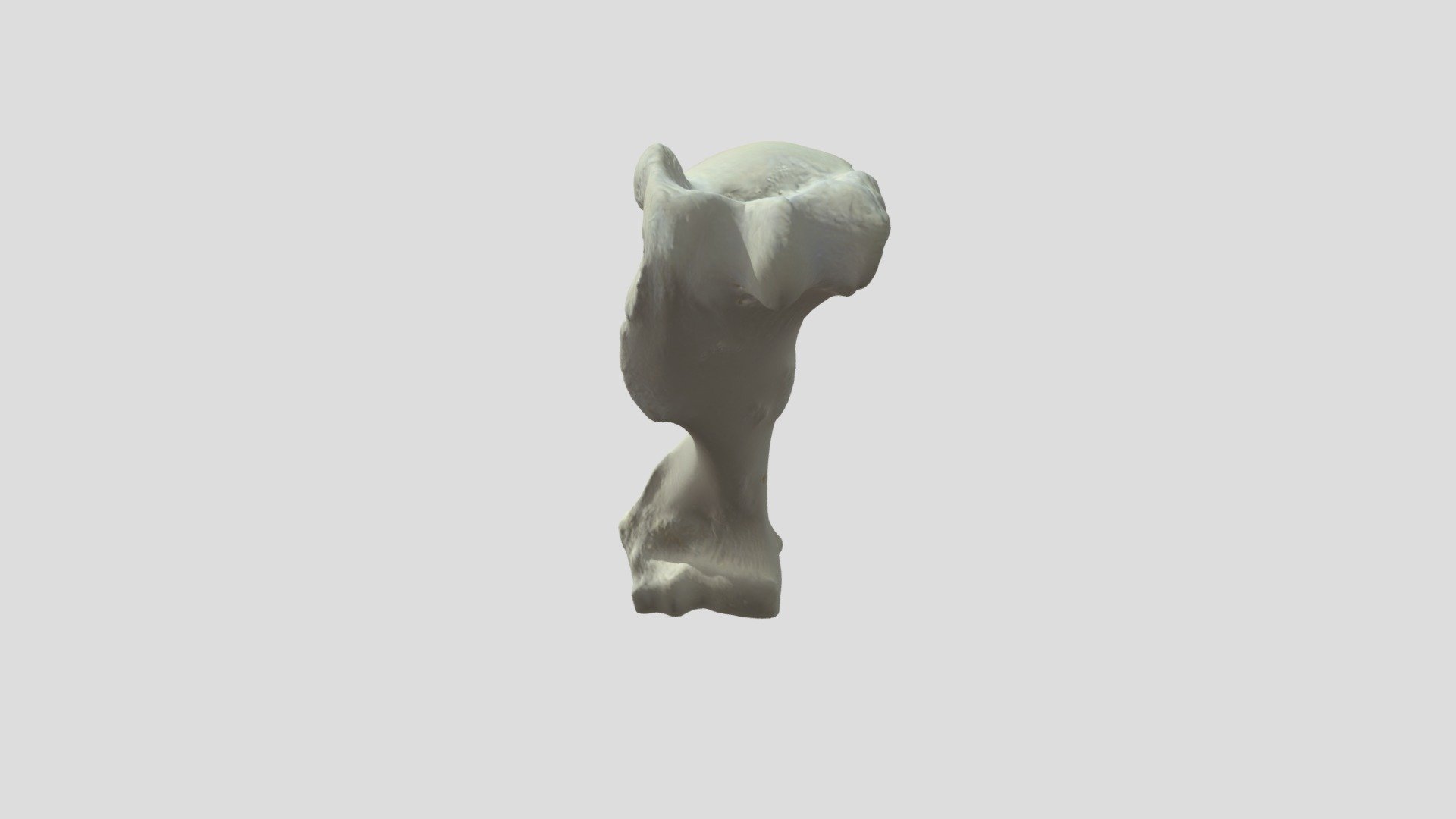 brachial-bone-humerus-pony (1) - 3D model by cerenerim6 [41b6c9c ...