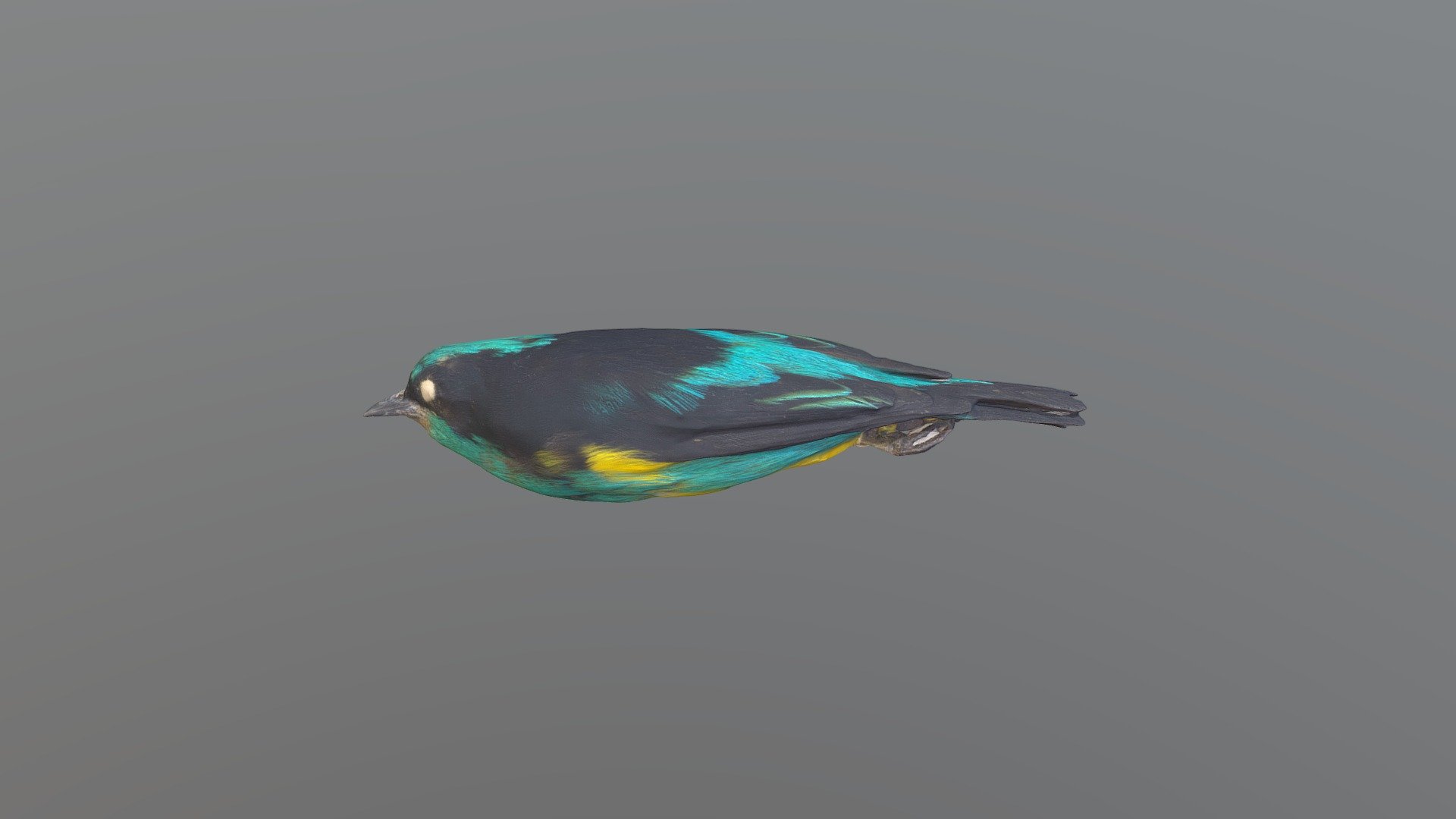 Black-faced Dacnis - Dacnis lineata - Download Free 3D model by ...