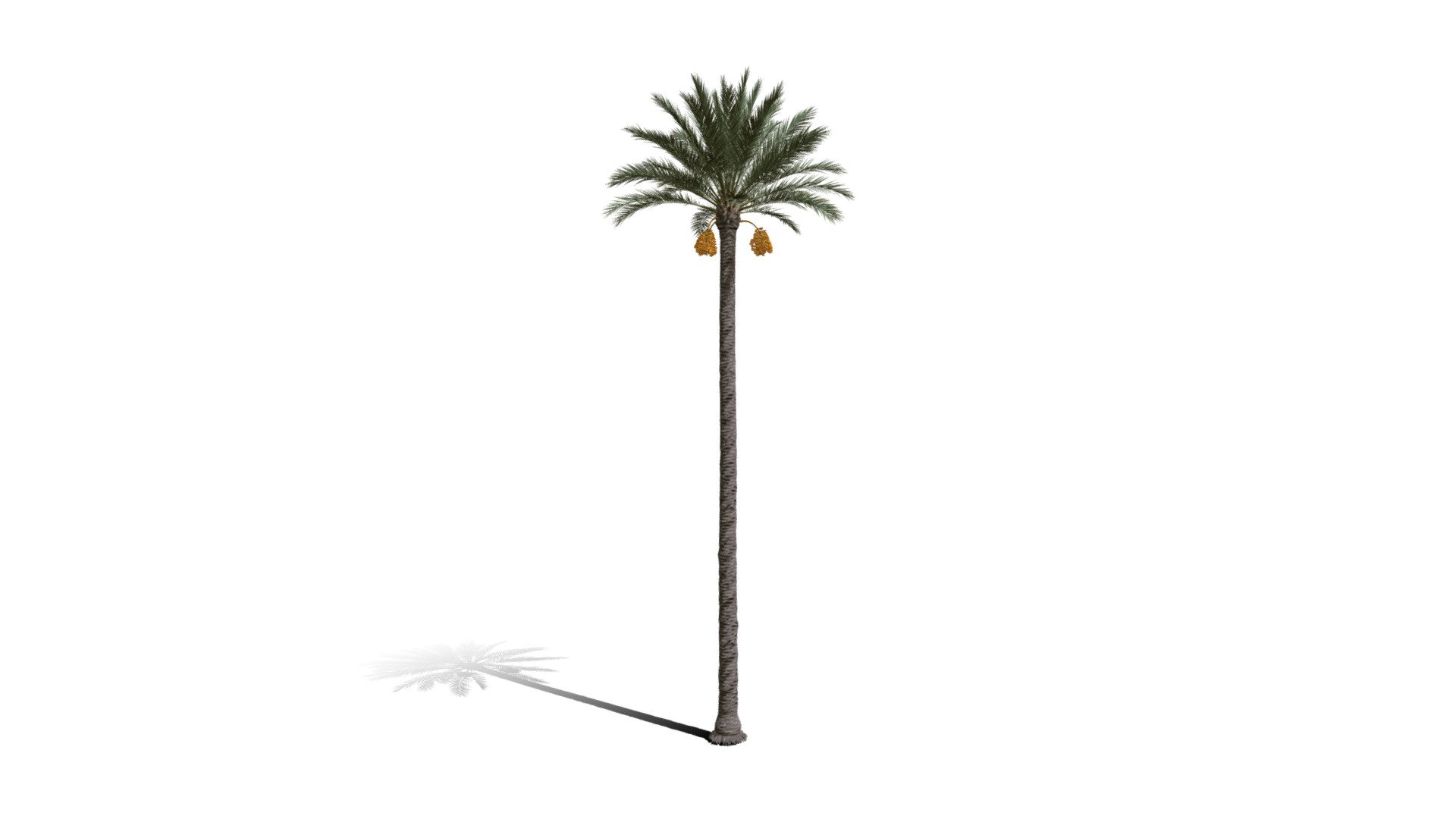 Realistic HD Date palm (15/78) - Buy Royalty Free 3D model by ...
