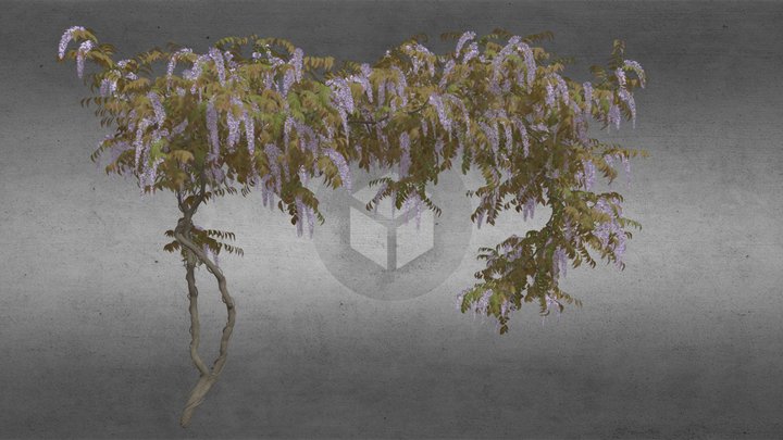 Wisteria 3D models - Sketchfab