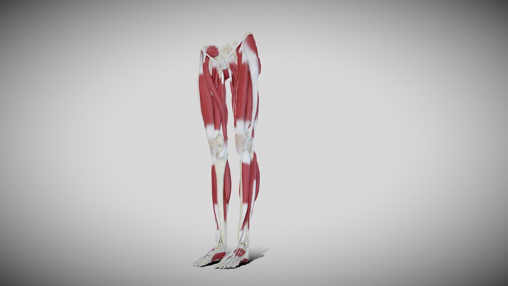 Muscles - A 3D model collection by Jean Francois UHL (@jef3D) - Sketchfab