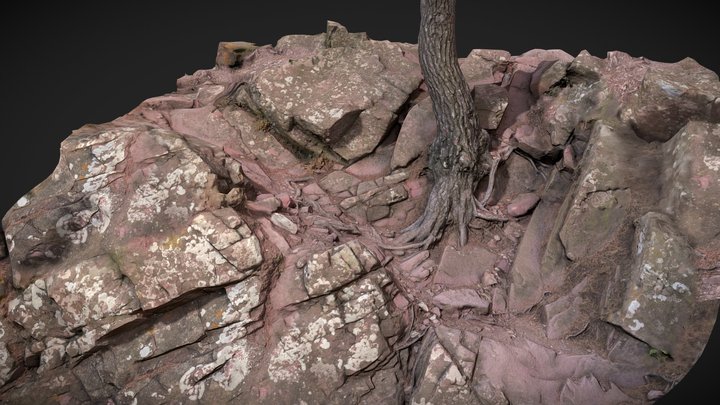 Roots 3D models - Sketchfab