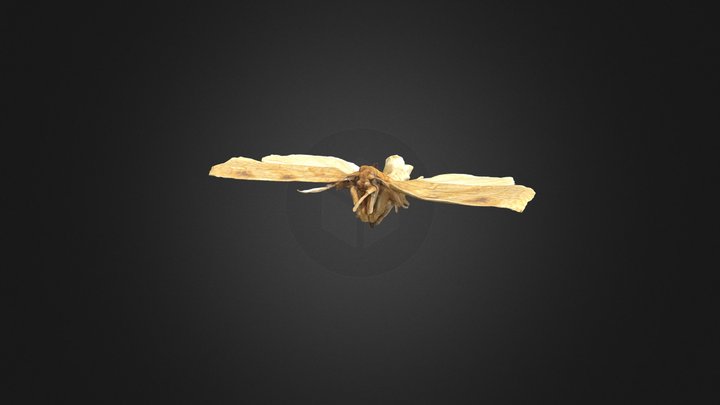 Moth 3D models - Sketchfab