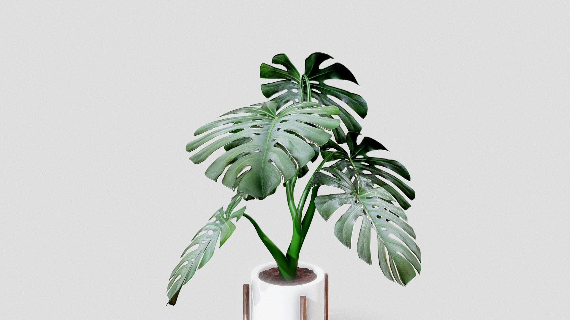 Monstera deliciosa - 3D model by a-pa (@andrespastas99) [41d6be3 ...